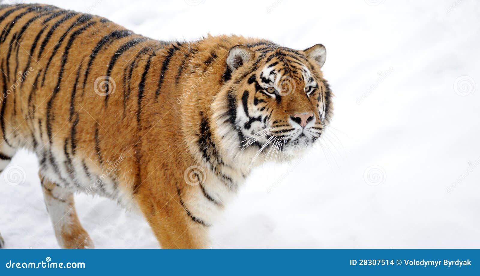 Beautiful Wild Siberian Tiger Stock Photo - Image of expression, hunt ...