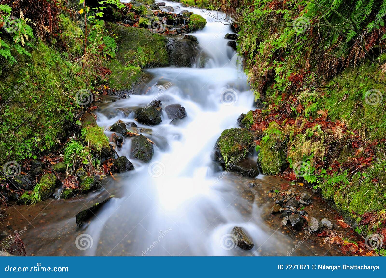 Beautiful wild stream stock image. Image of clean, fresh - 7271871