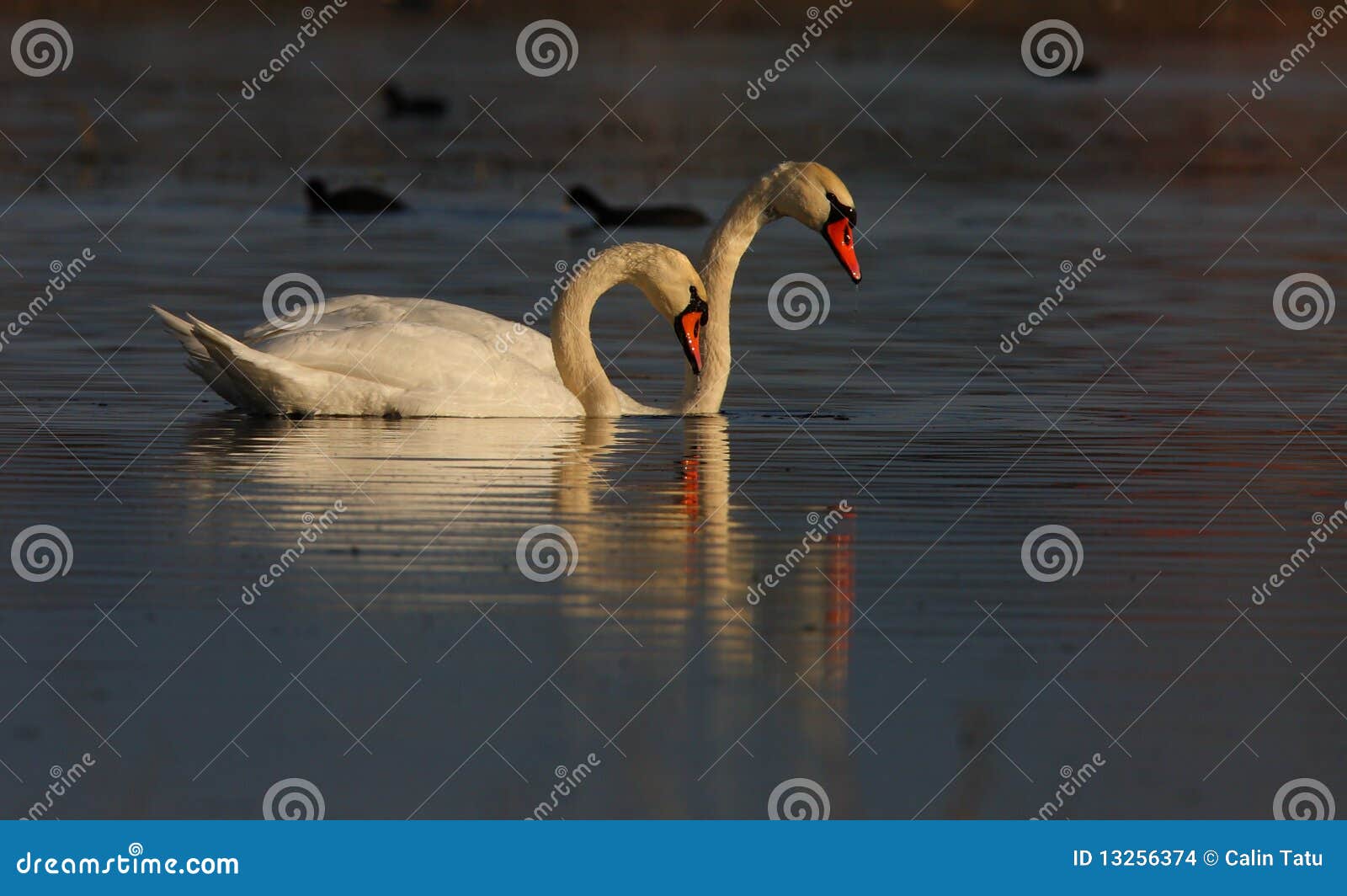 Beautiful Wild Swans Cygnus in Warm Sunset Light Stock Photo - Image of ...