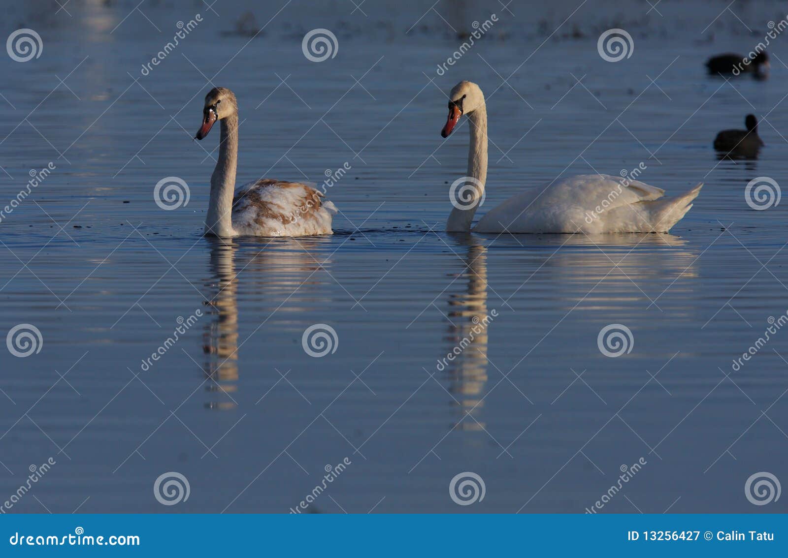 Beautiful Wild Swans Cygnus in Warm Sunset Light Stock Image - Image of ...