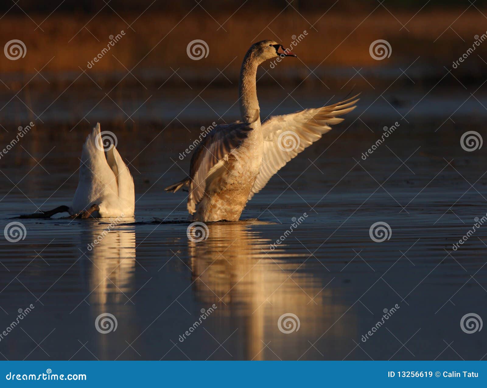 Beautiful Wild Swans Cygnus in Warm Sunset Light Stock Image - Image of ...