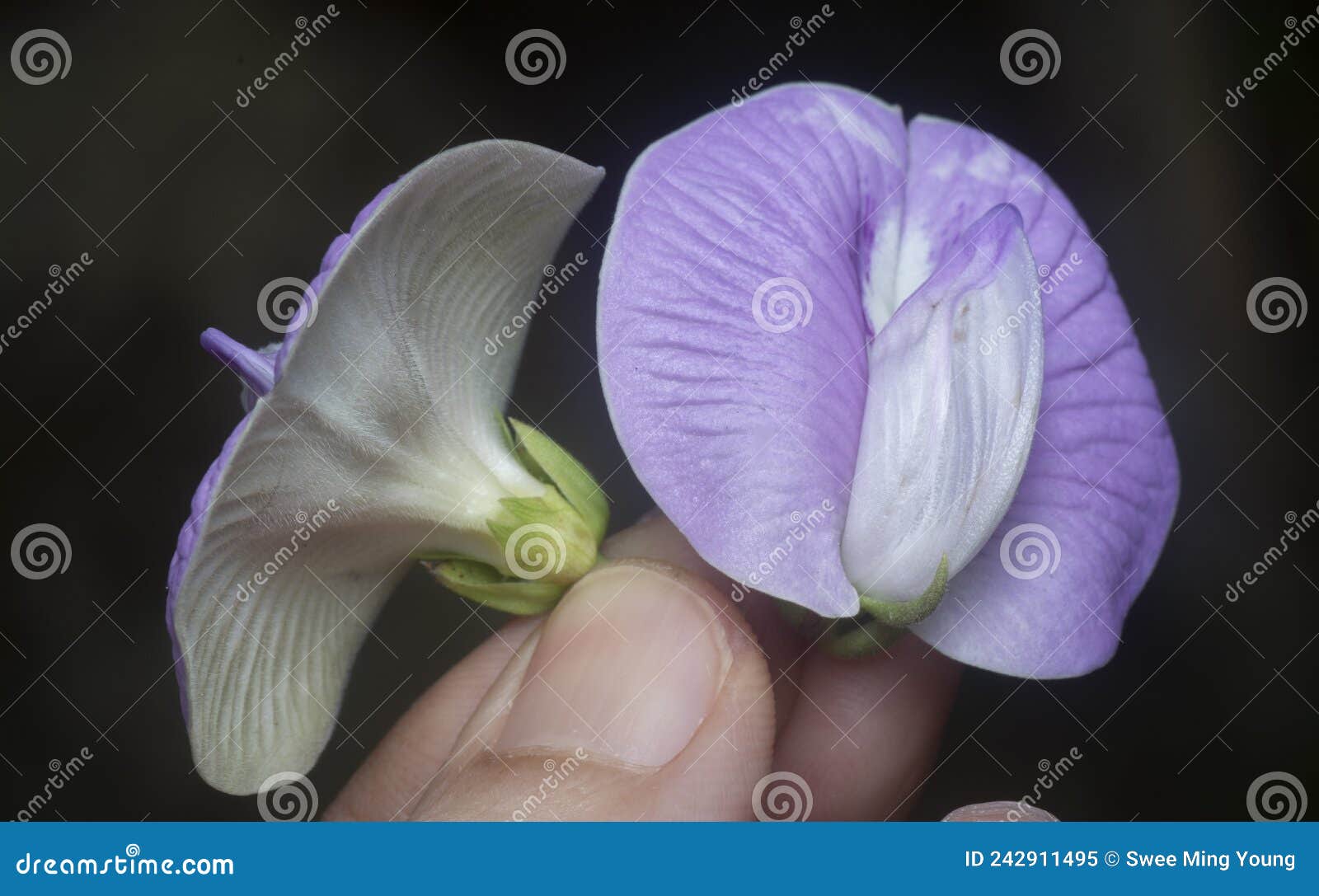 Beautiful Wild Violet Spurred Butterfly Pea Flower Stock Image - Image ...
