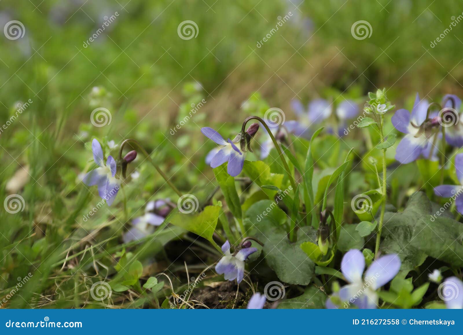 Beautiful Wild Violets Blooming in Forest. Spring Flowers Stock Photo ...