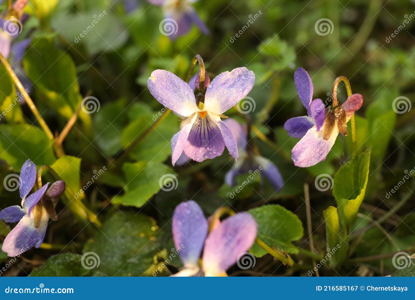 Beautiful Wild Violets Blooming in Forest. Spring Flowers Stock Image ...