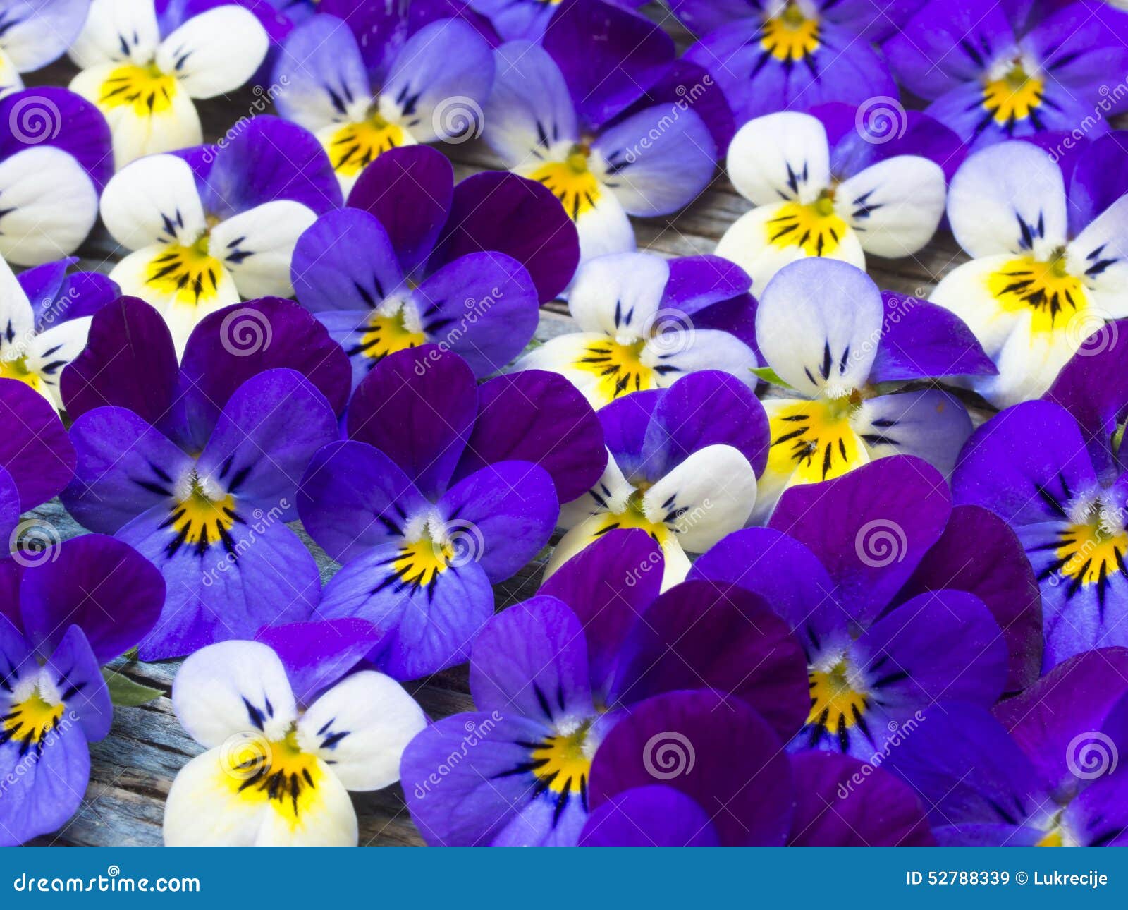 Beautiful wild violets stock image. Image of natural - 52788339