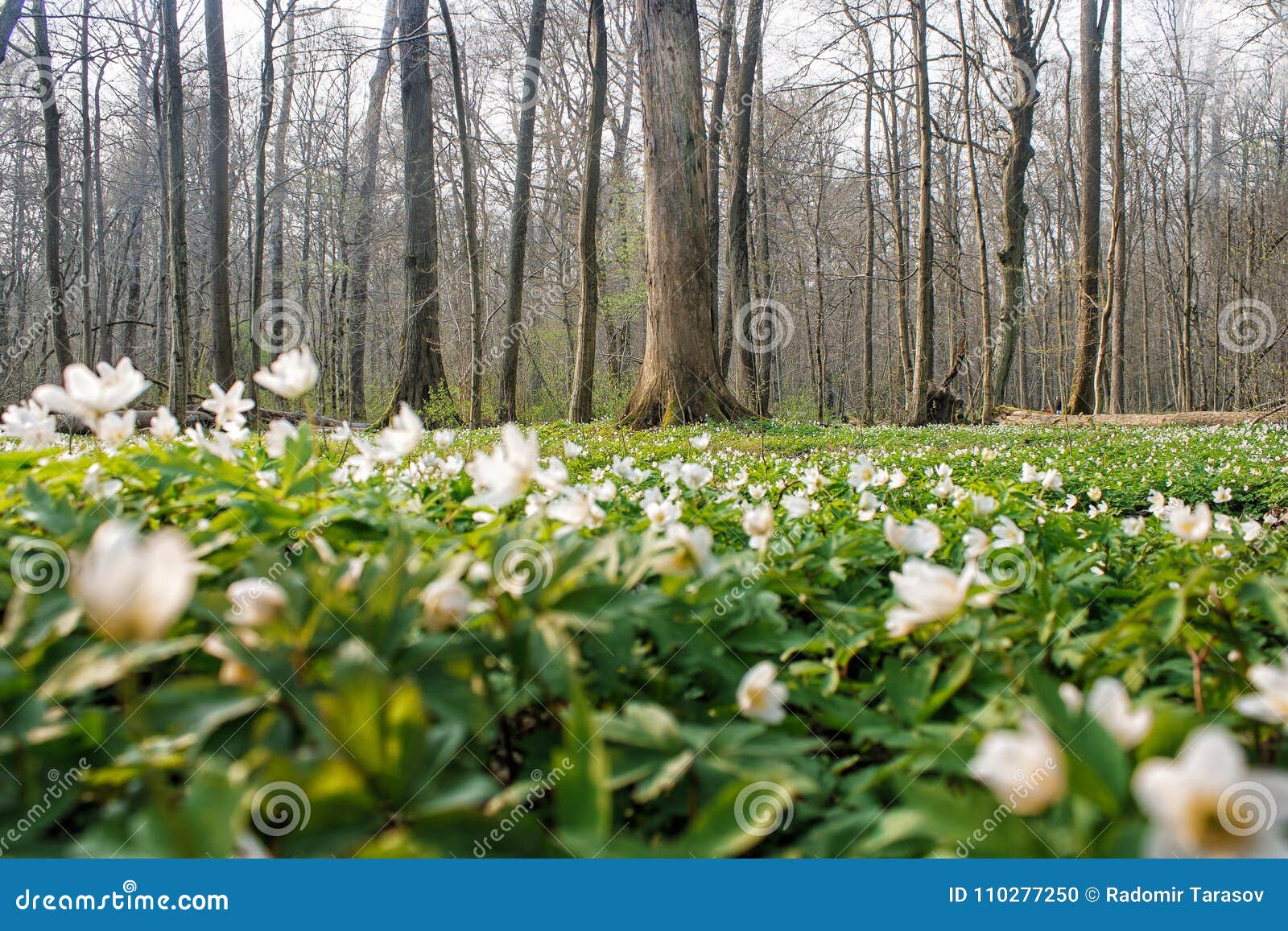 Beautiful Wild White Flowers in Forest Stock Photo - Image of outdoor ...