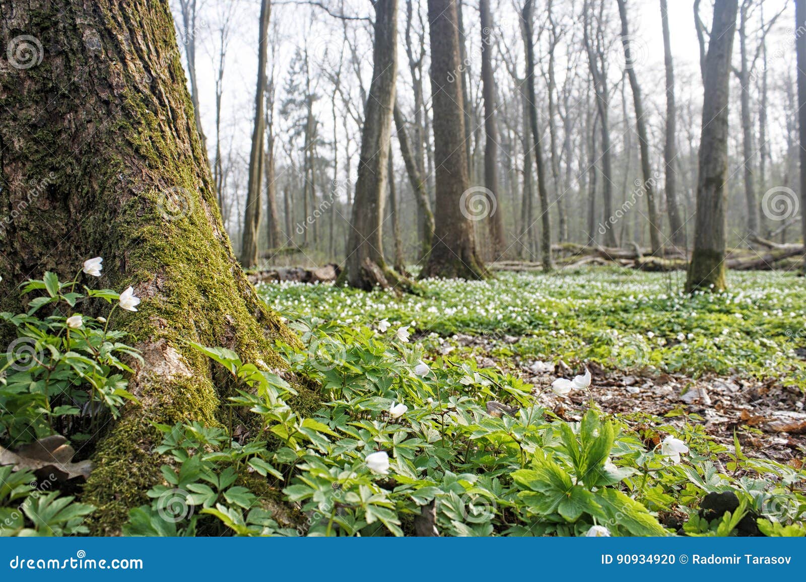 Beautiful Wild White Flowers in Forest Stock Photo - Image of beautiful ...