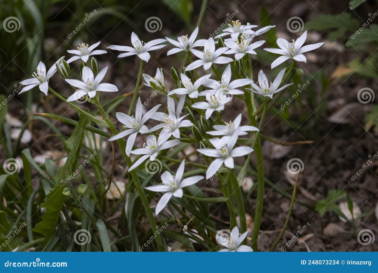 Beautiful Wild White Flowers Outdoors Stock Photo - Image of element ...