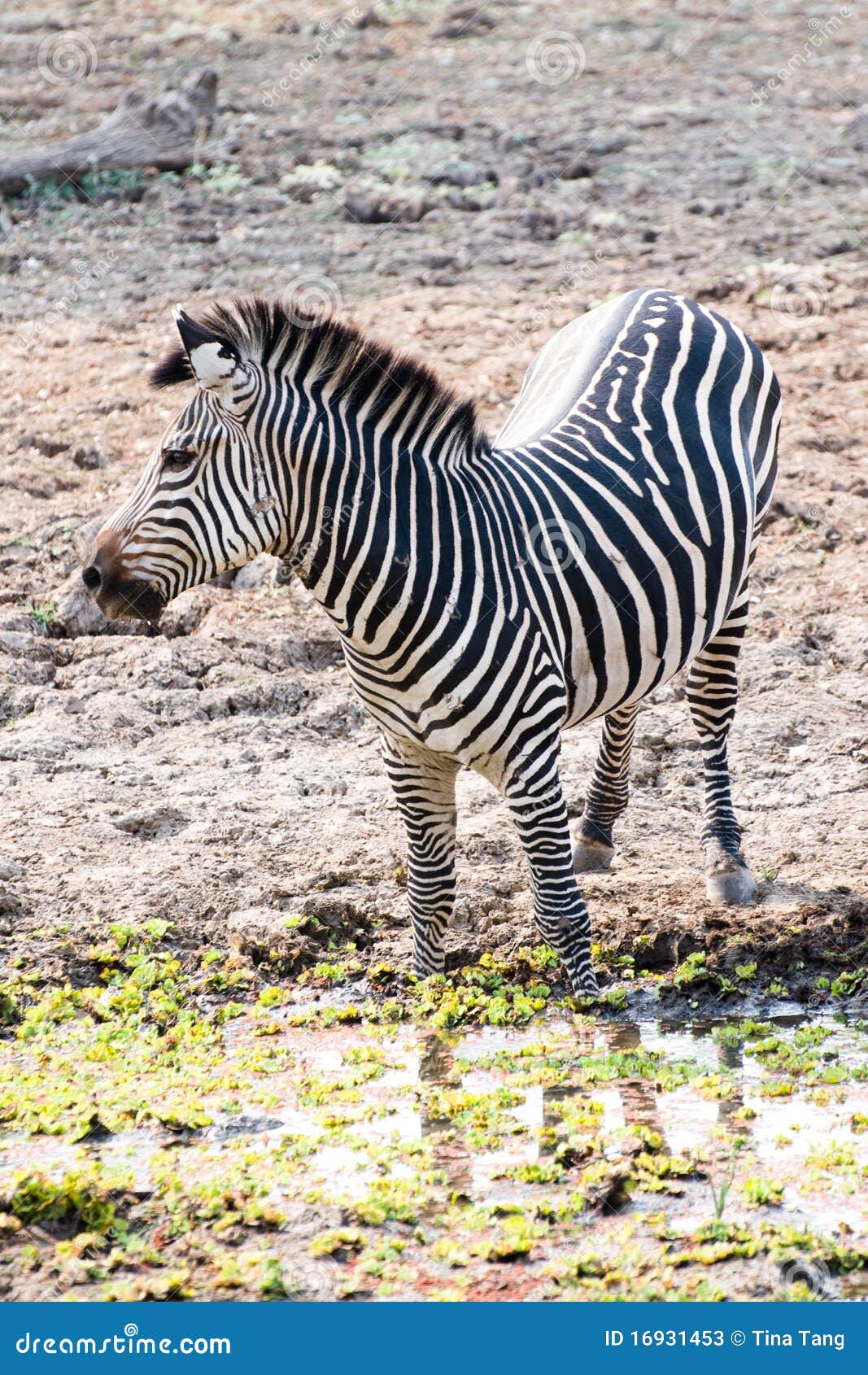 Beautiful wild zebra stock image. Image of nature, standing - 16931453