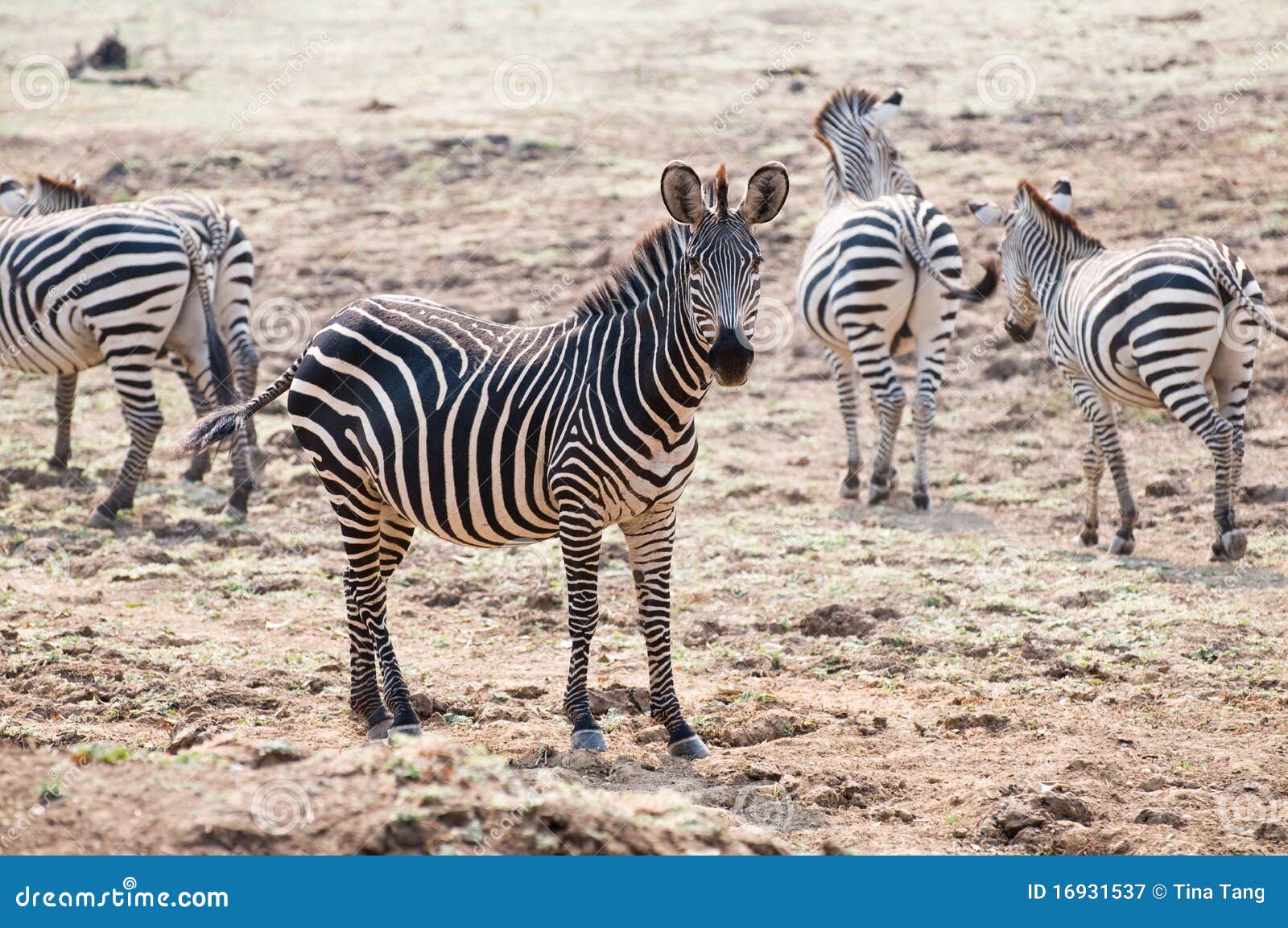 Beautiful Wild Zebra Royalty Free Stock Photography - Image: 16931537