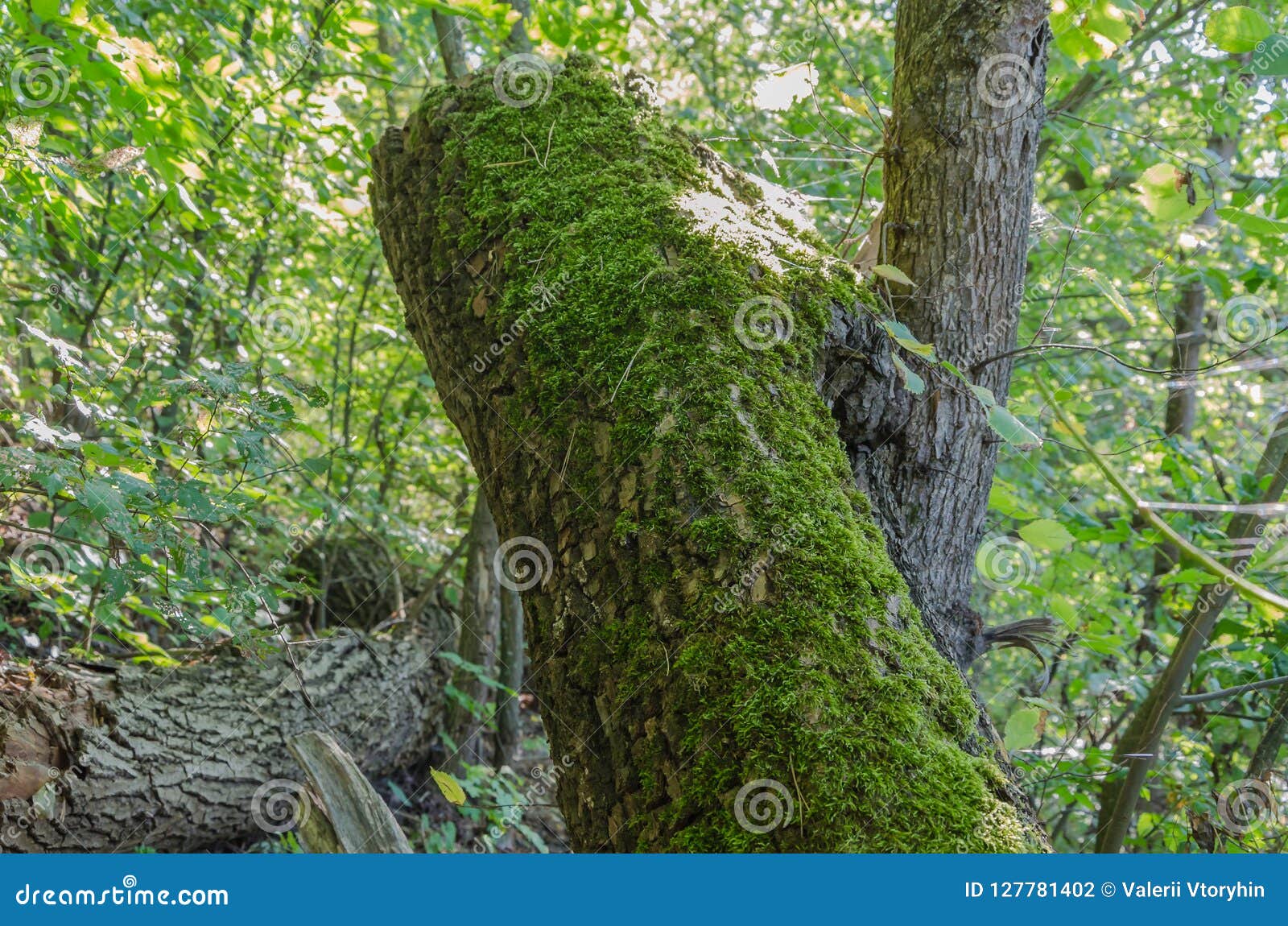 Green Moss on an Old Fallen Tree Stock Photo - Image of park, bark ...