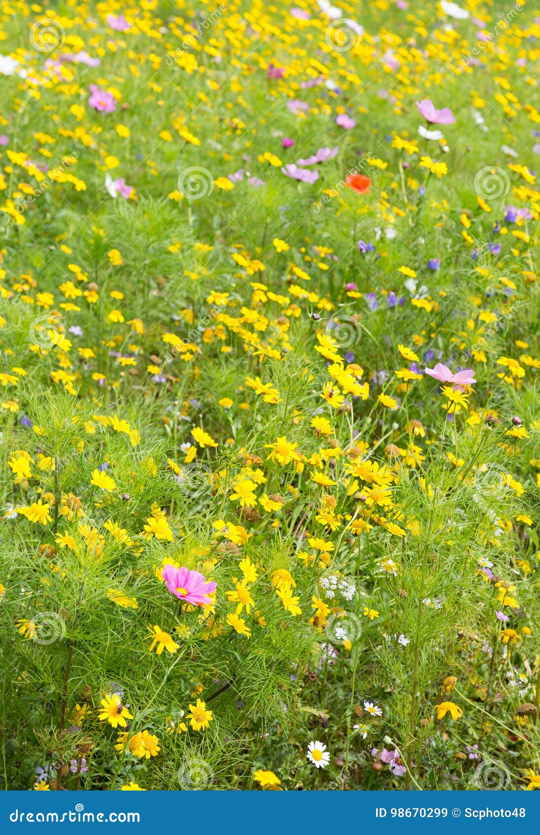 Beautiful wildflowers stock image. Image of field, petal - 98670299