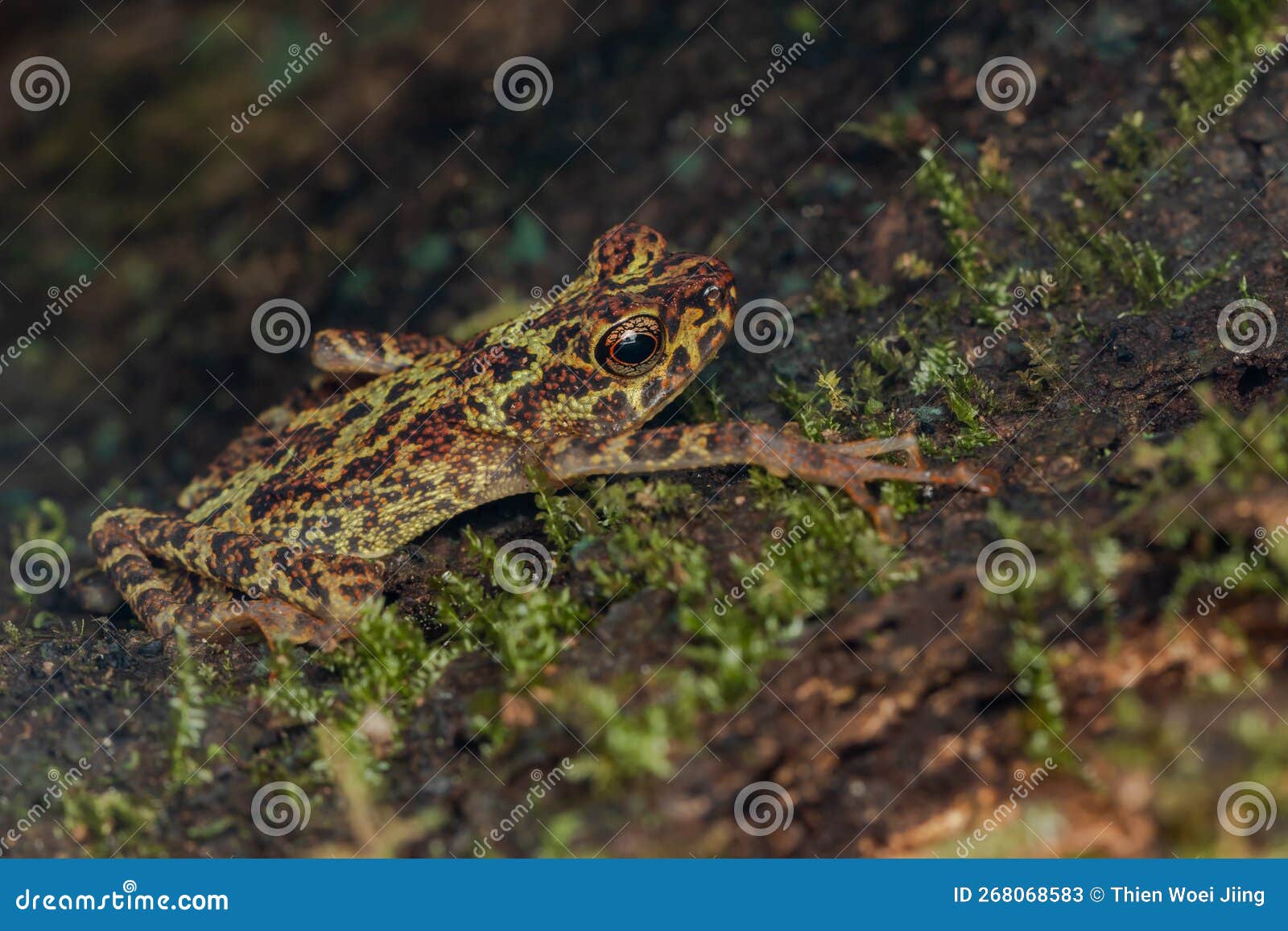 Beautiful Wildlife Sabah Earless Toad Also Know As the Spotted Asian ...