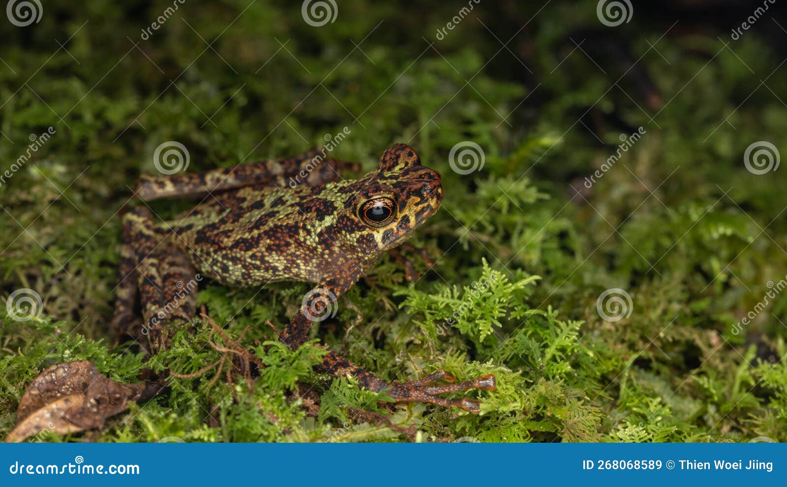 Beautiful Wildlife Sabah Earless Toad Also Know As the Spotted Asian ...