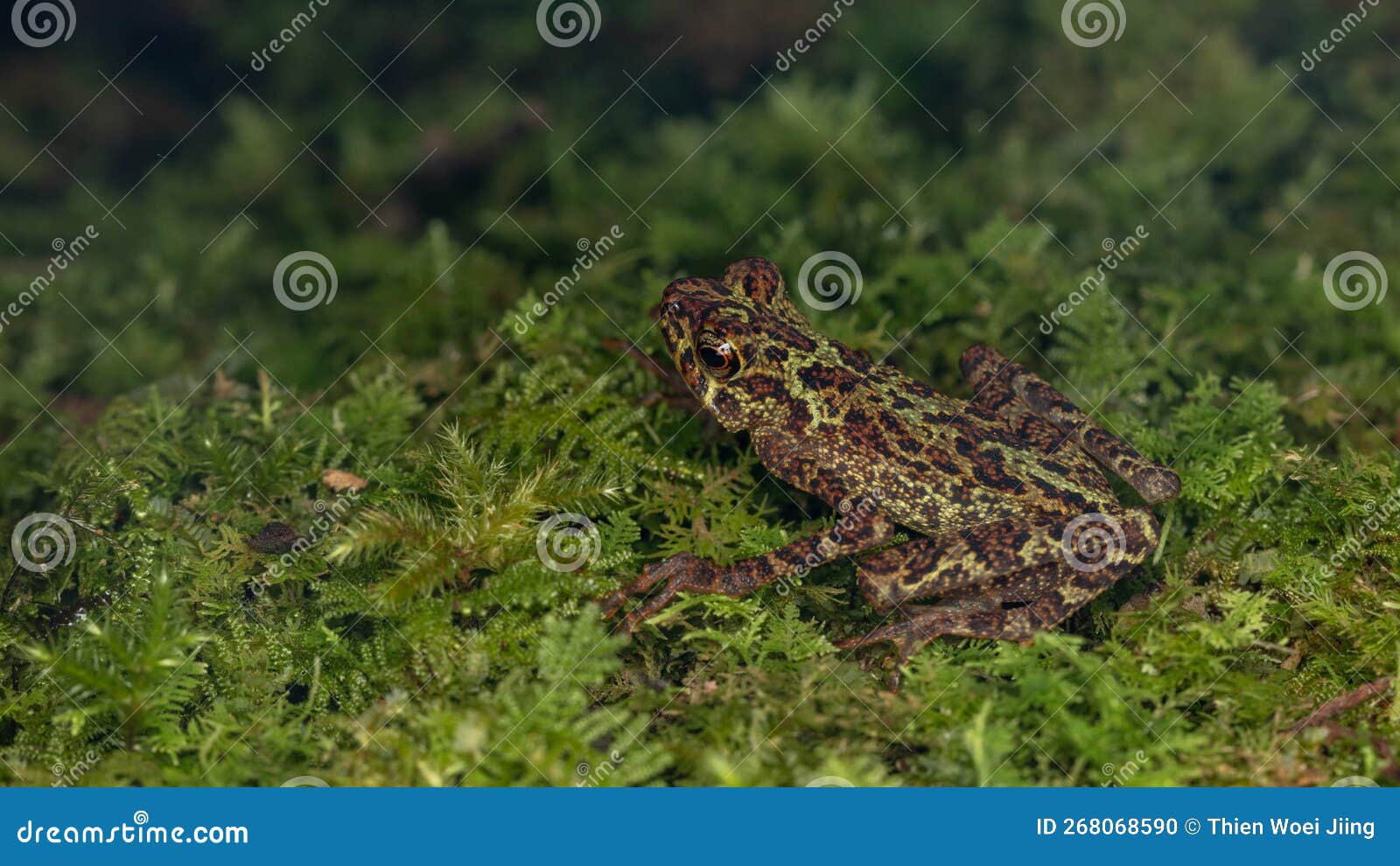 Beautiful Wildlife Sabah Earless Toad Also Know As the Spotted Asian ...