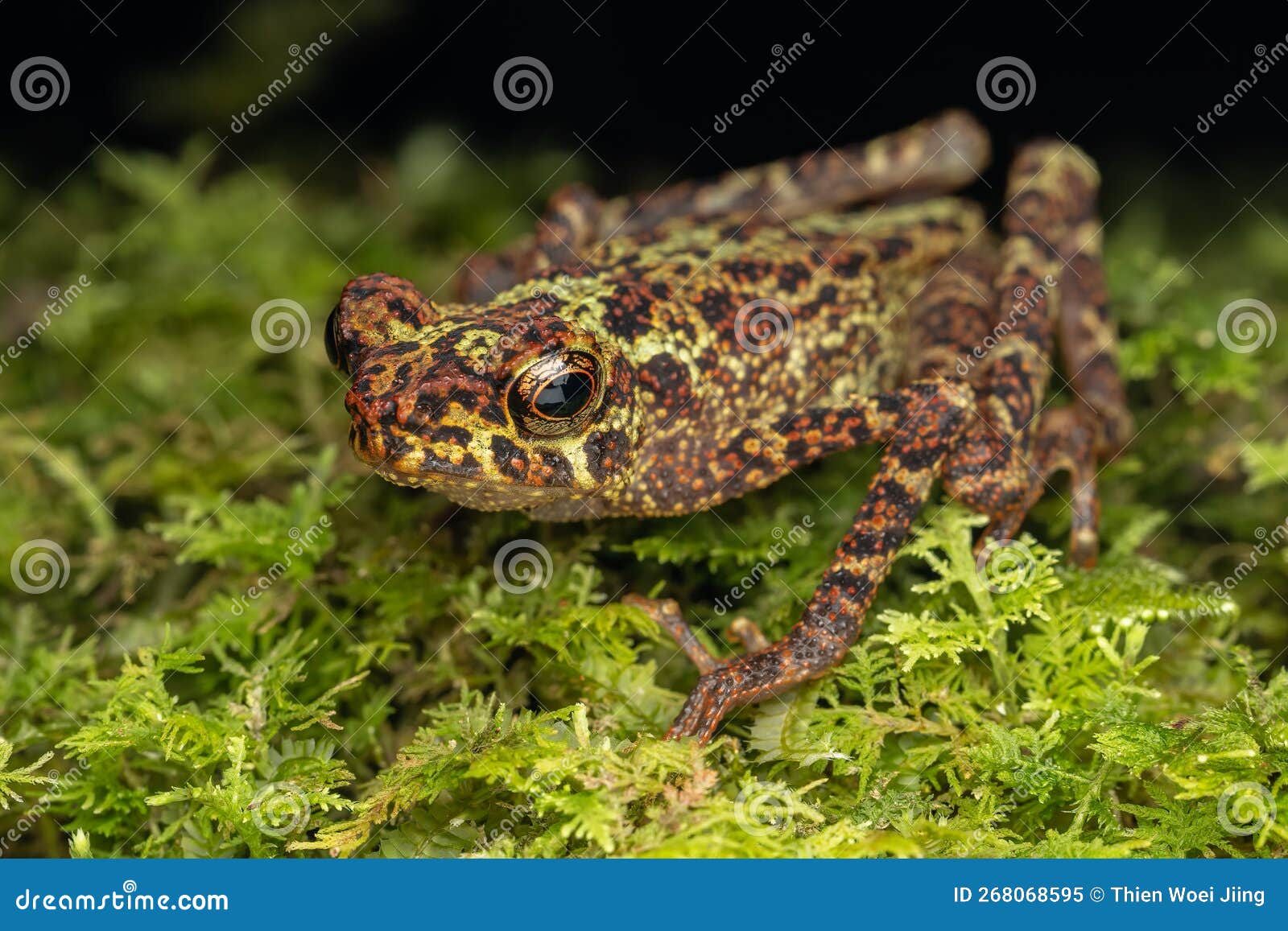 Beautiful Wildlife Sabah Earless Toad Also Know As the Spotted Asian ...