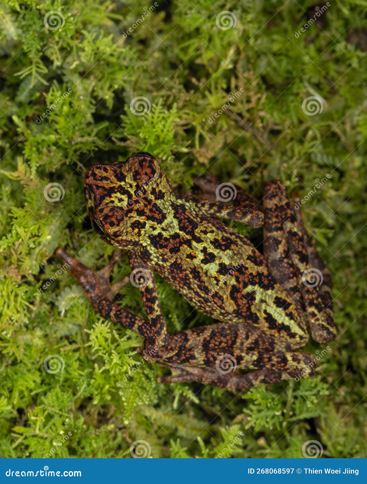 Beautiful Wildlife Sabah Earless Toad Also Know As the Spotted Asian ...