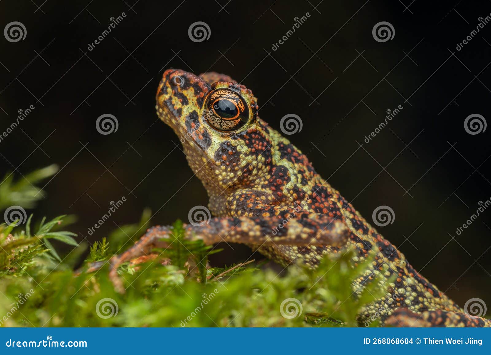 Beautiful Wildlife Sabah Earless Toad Also Know As the Spotted Asian ...