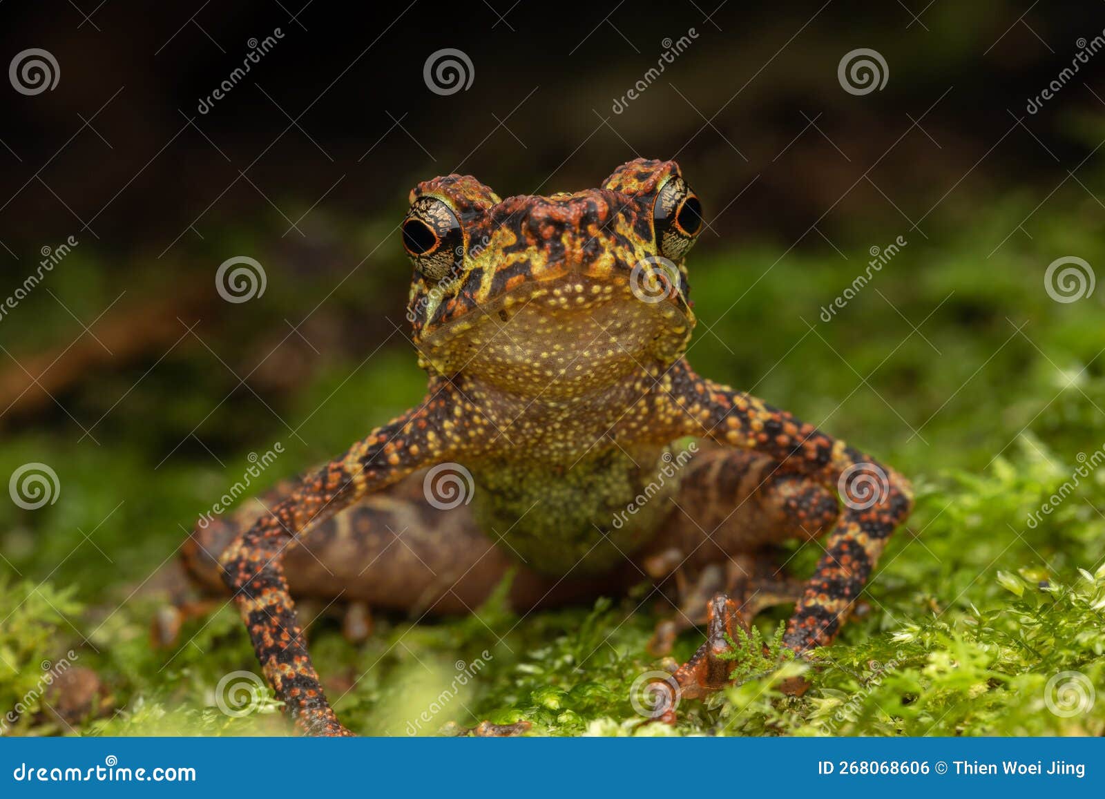 Beautiful Wildlife Sabah Earless Toad Also Know As the Spotted Asian ...