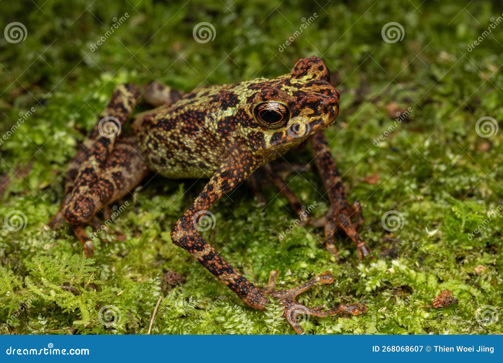 Beautiful Wildlife Sabah Earless Toad Also Know As the Spotted Asian ...