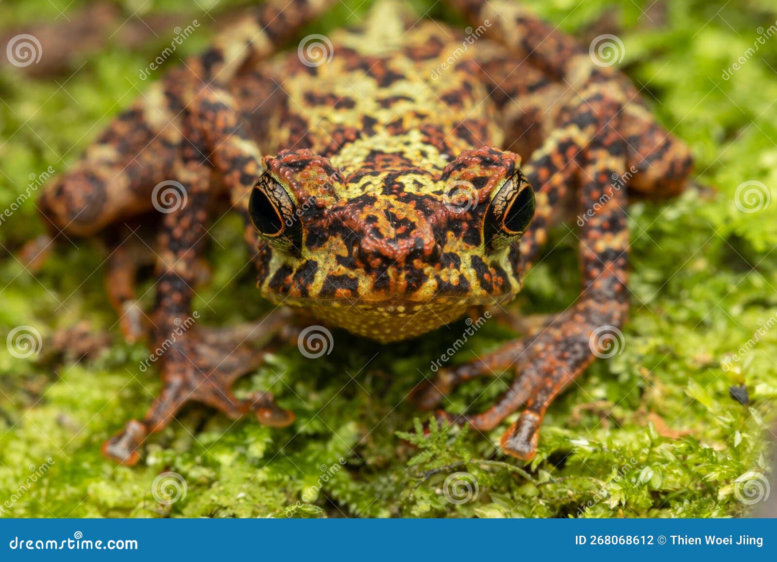 Beautiful Wildlife Sabah Earless Toad Also Know As the Spotted Asian ...