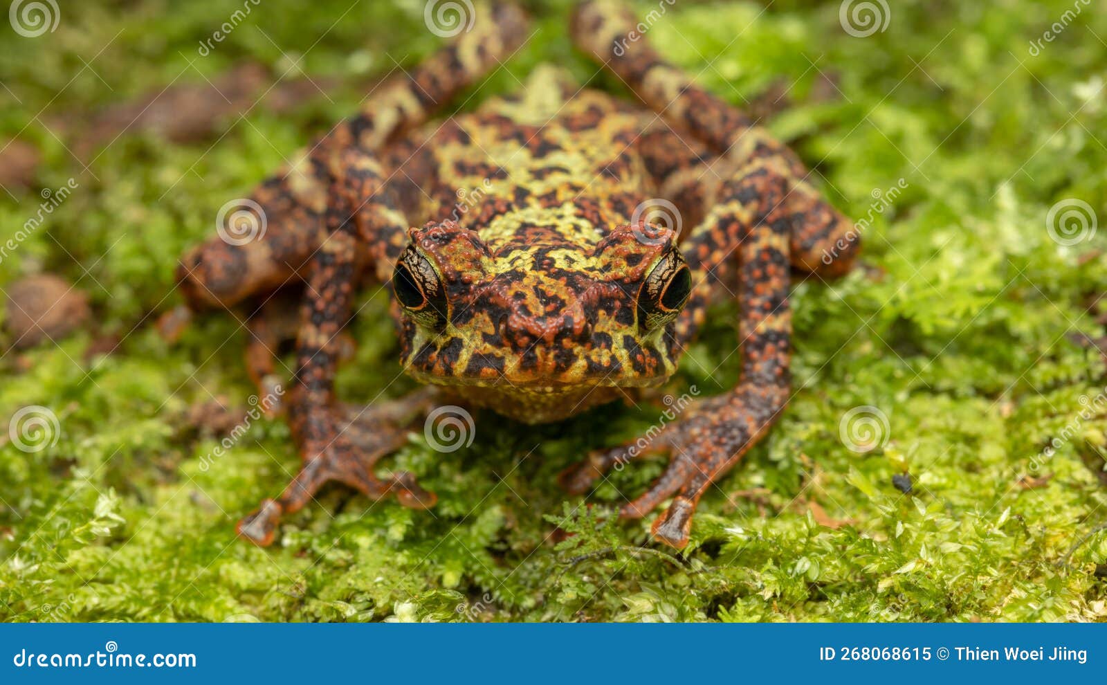 Beautiful Wildlife Sabah Earless Toad Also Know As the Spotted Asian ...