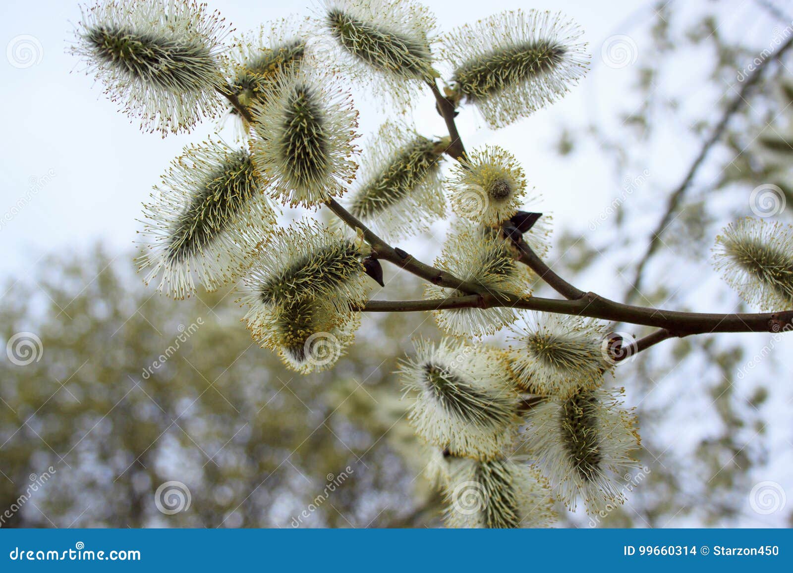 Beautiful Willow Branch with Fluffy Catkins. Stock Photo - Image of ...