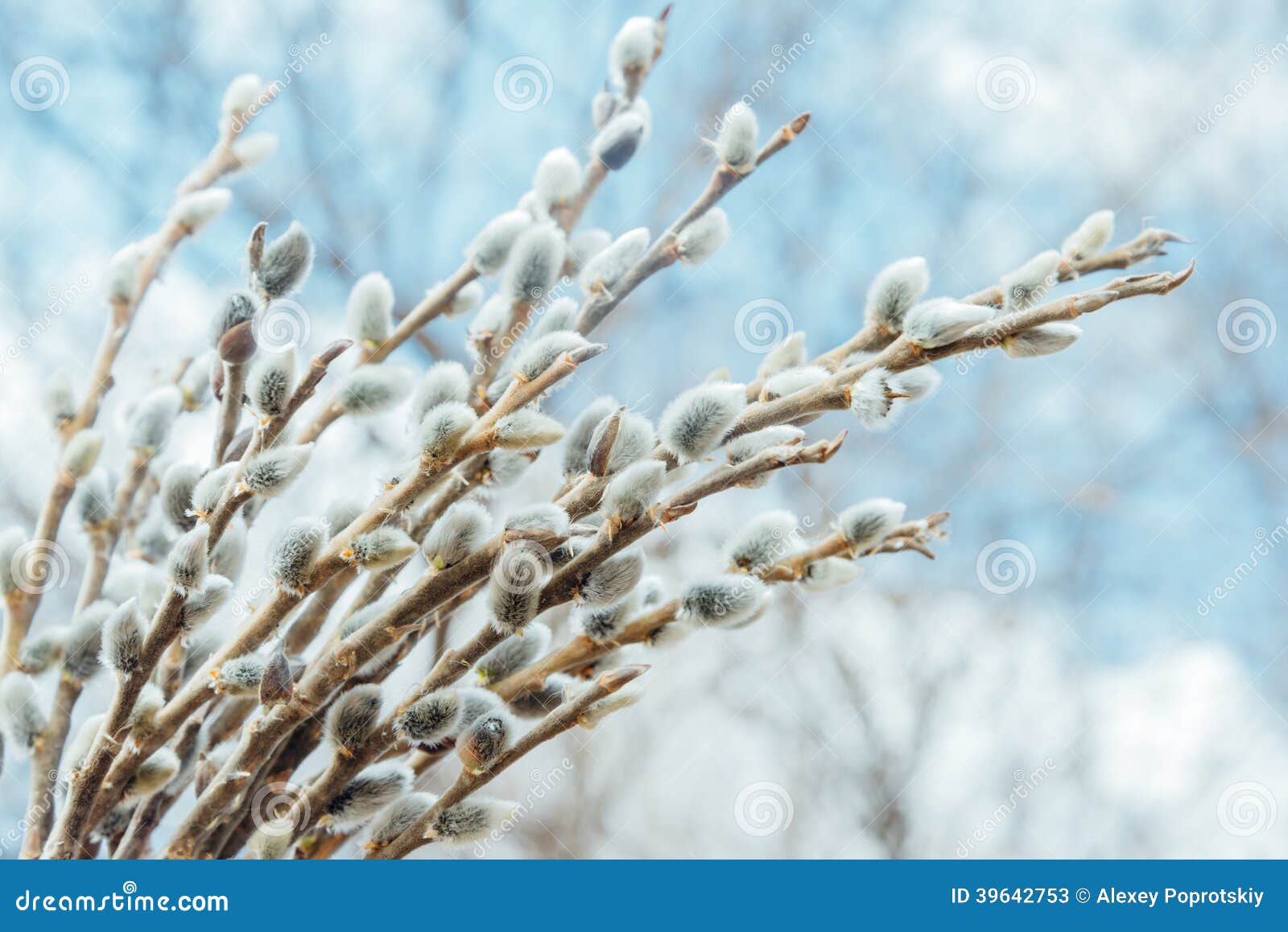 Beautiful Willow Tree Stock Photography | CartoonDealer.com #60587240