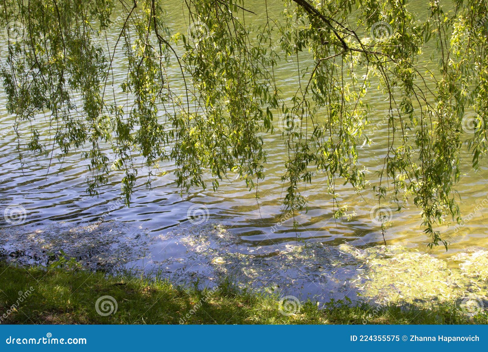 Beautiful Willow Tree Stock Photography | CartoonDealer.com #60587240