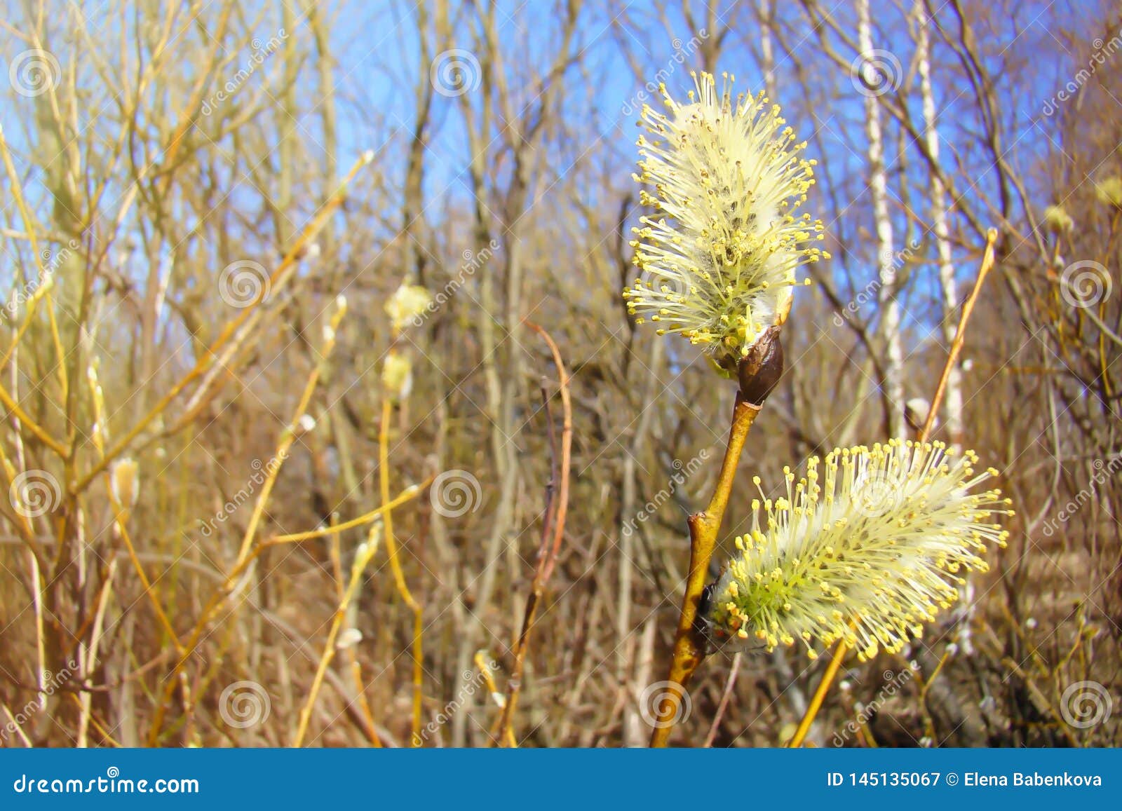 Beautiful Willow Buds with Yellow Pollen. Stock Image - Image of season ...
