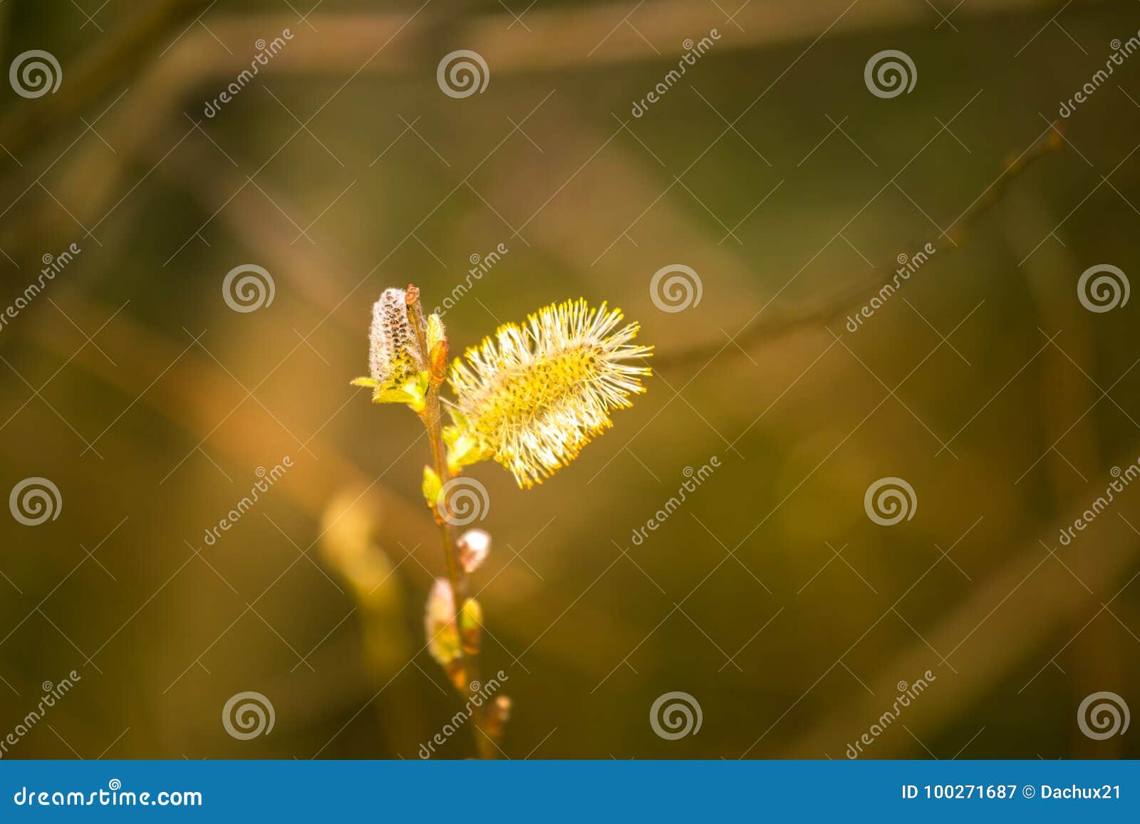 Beautiful Willow Tree Blossoms in Spring Stock Image - Image of grass ...