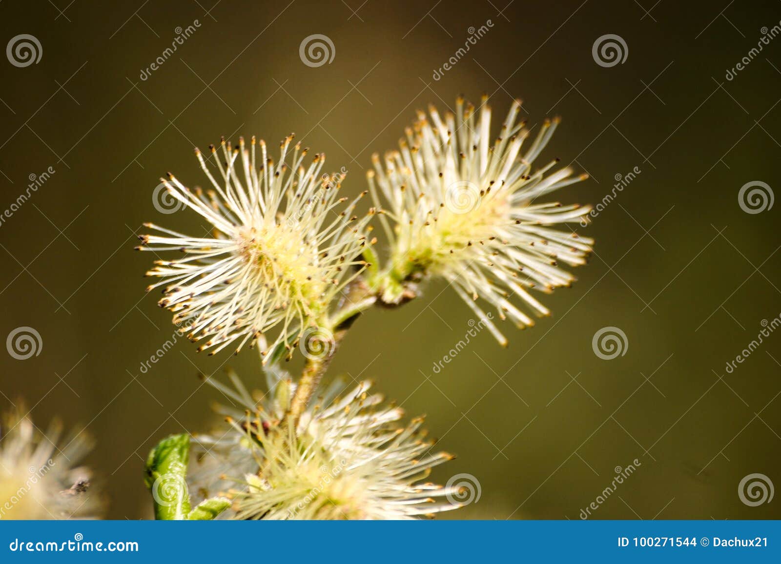 Beautiful Willow Tree Blossoms in Spring Stock Photo - Image of petal ...