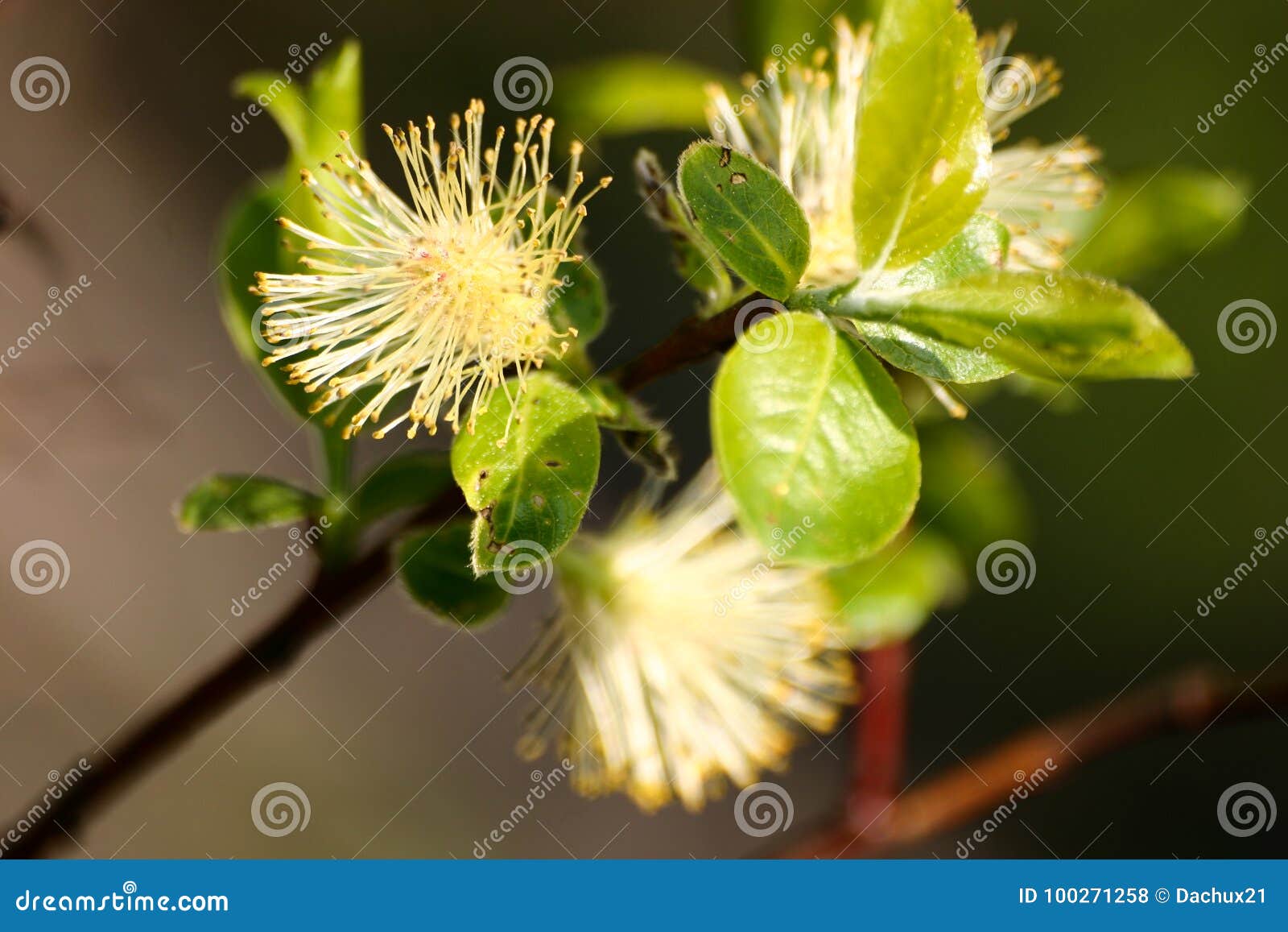 Beautiful Willow Tree Blossoms in Spring Stock Photo - Image of ...