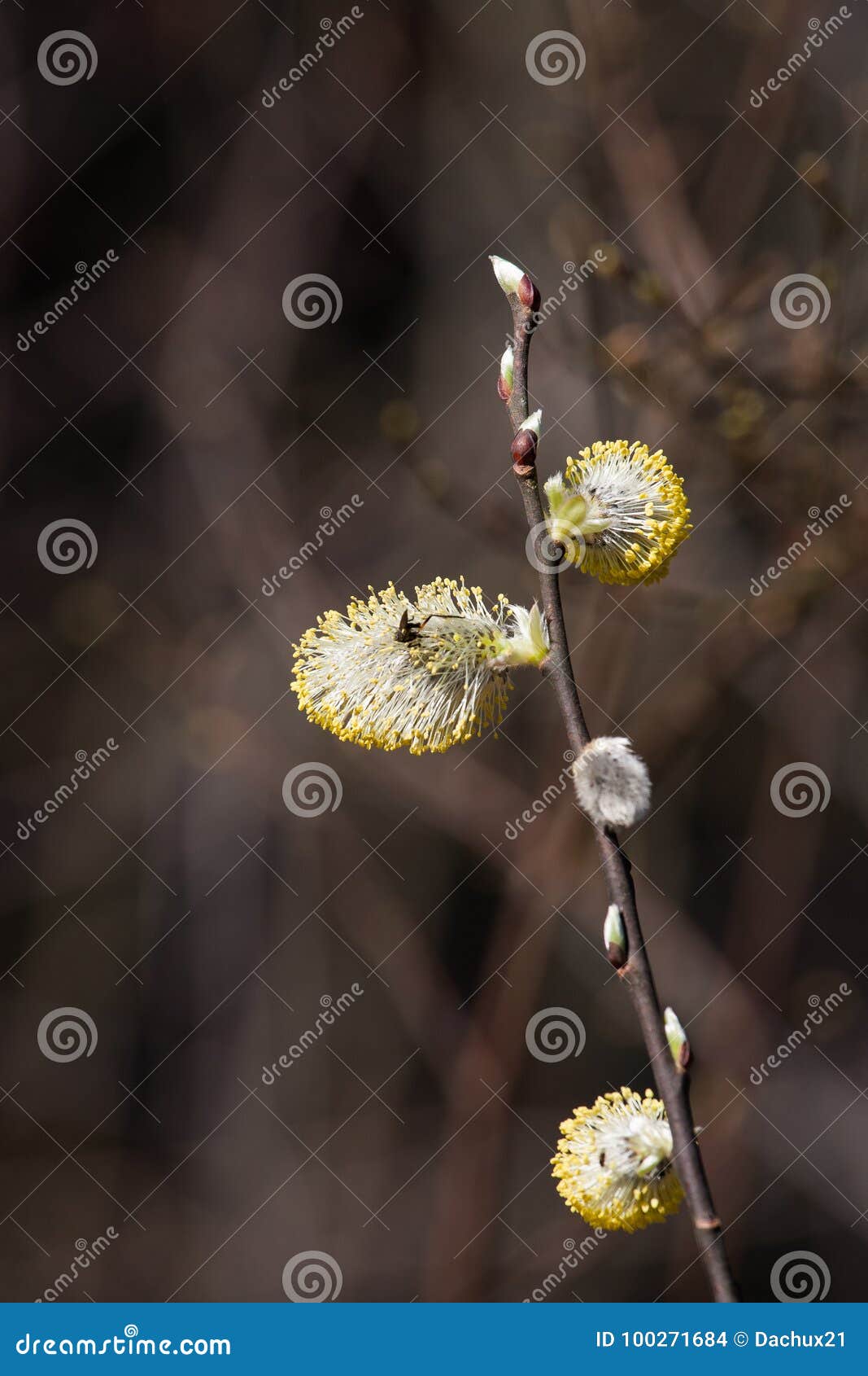 Beautiful Willow Tree Blossoms in Spring Stock Photo - Image of fresh ...