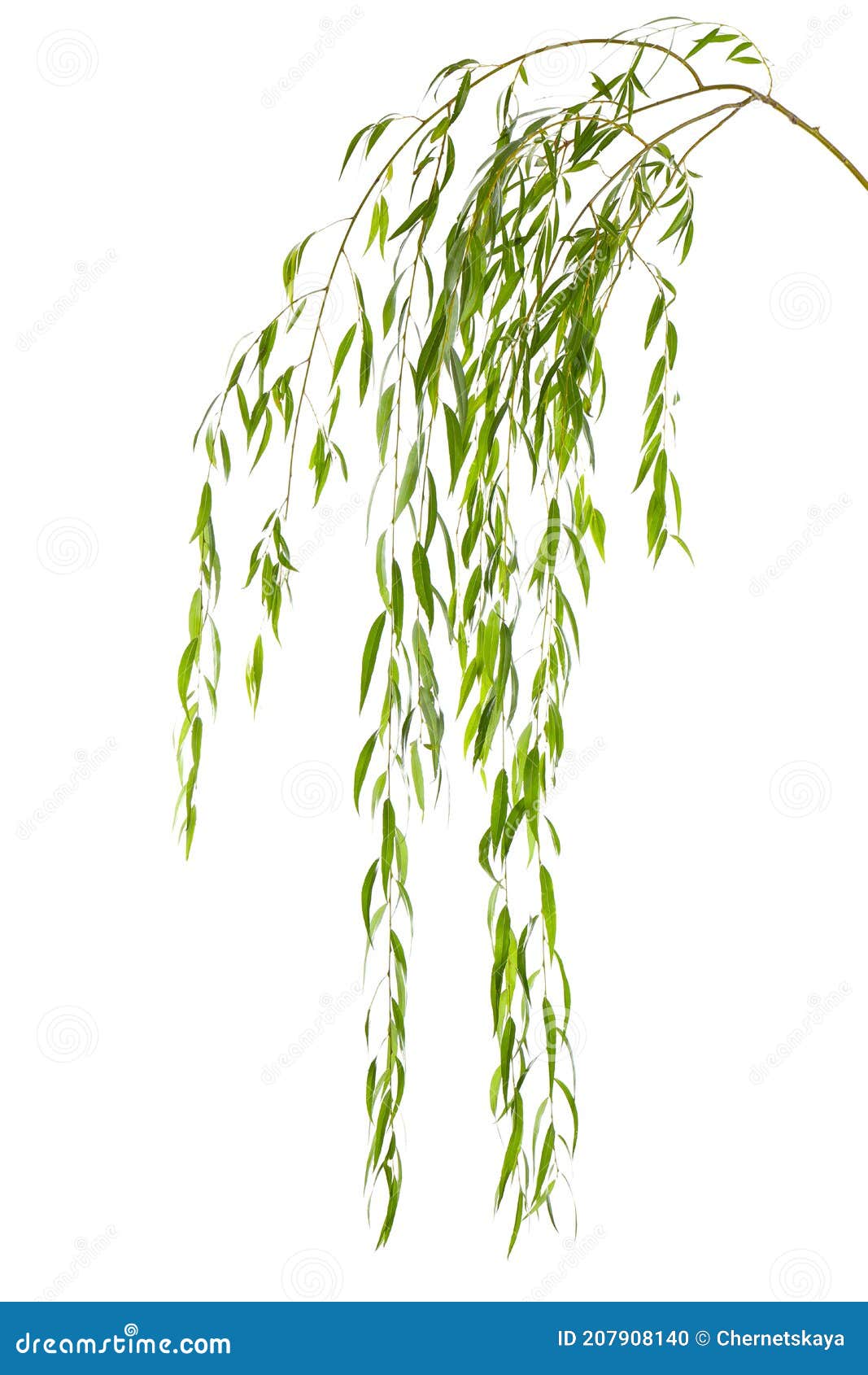 Beautiful Willow Tree Stock Photography | CartoonDealer.com #60587240