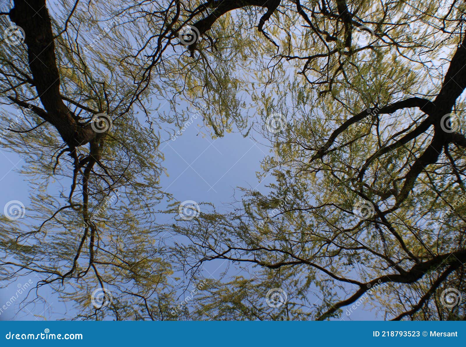 Beautiful Willow-tree at Spring Stock Image - Image of lake, trees ...