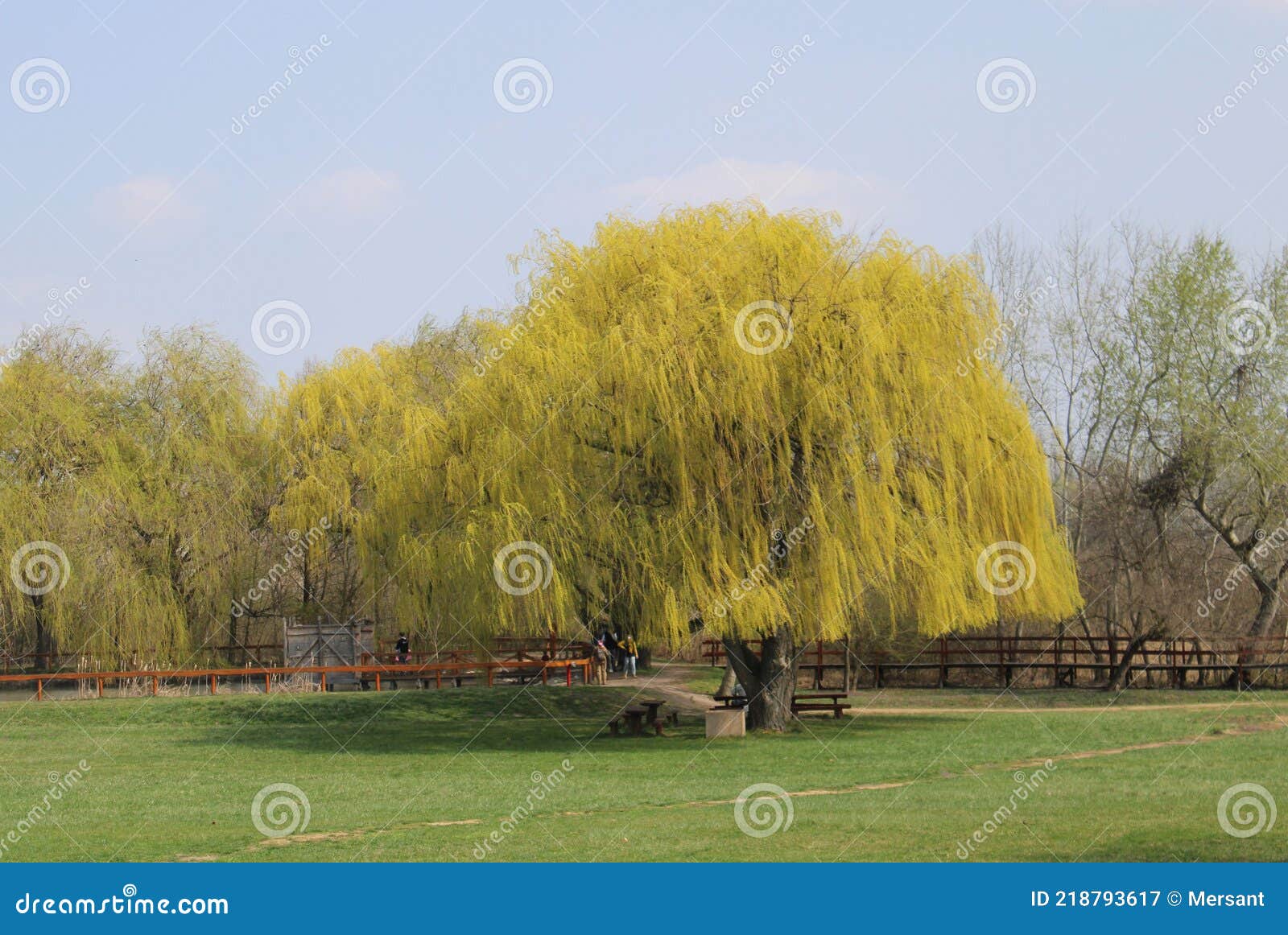 Beautiful Willow-tree at Spring Stock Image - Image of plnat, tree ...