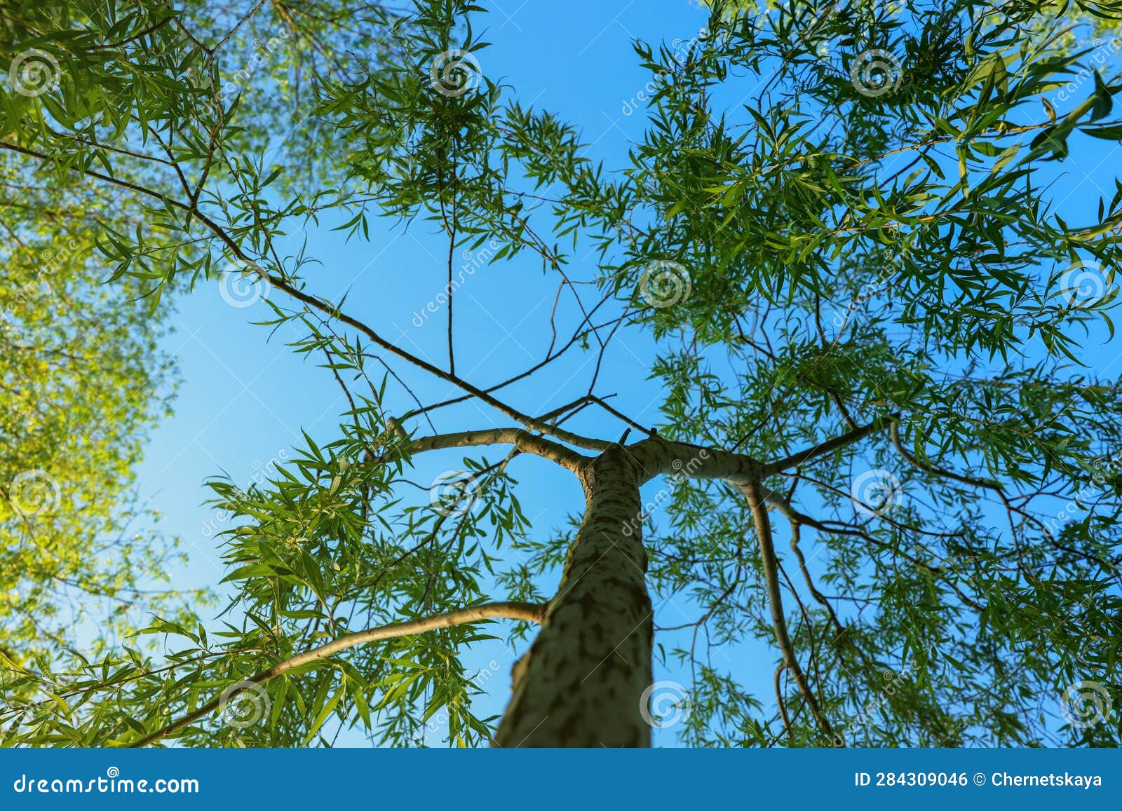 Beautiful Willow Tree with Green Leaves Against Blue Sky, Bottom View ...