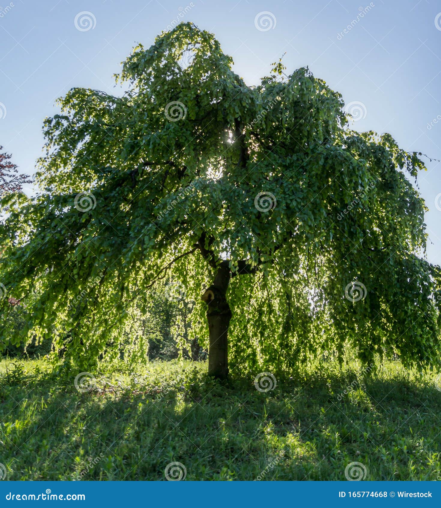 Beautiful Willow Tree Growing in the Field Covered with the Sunlight ...
