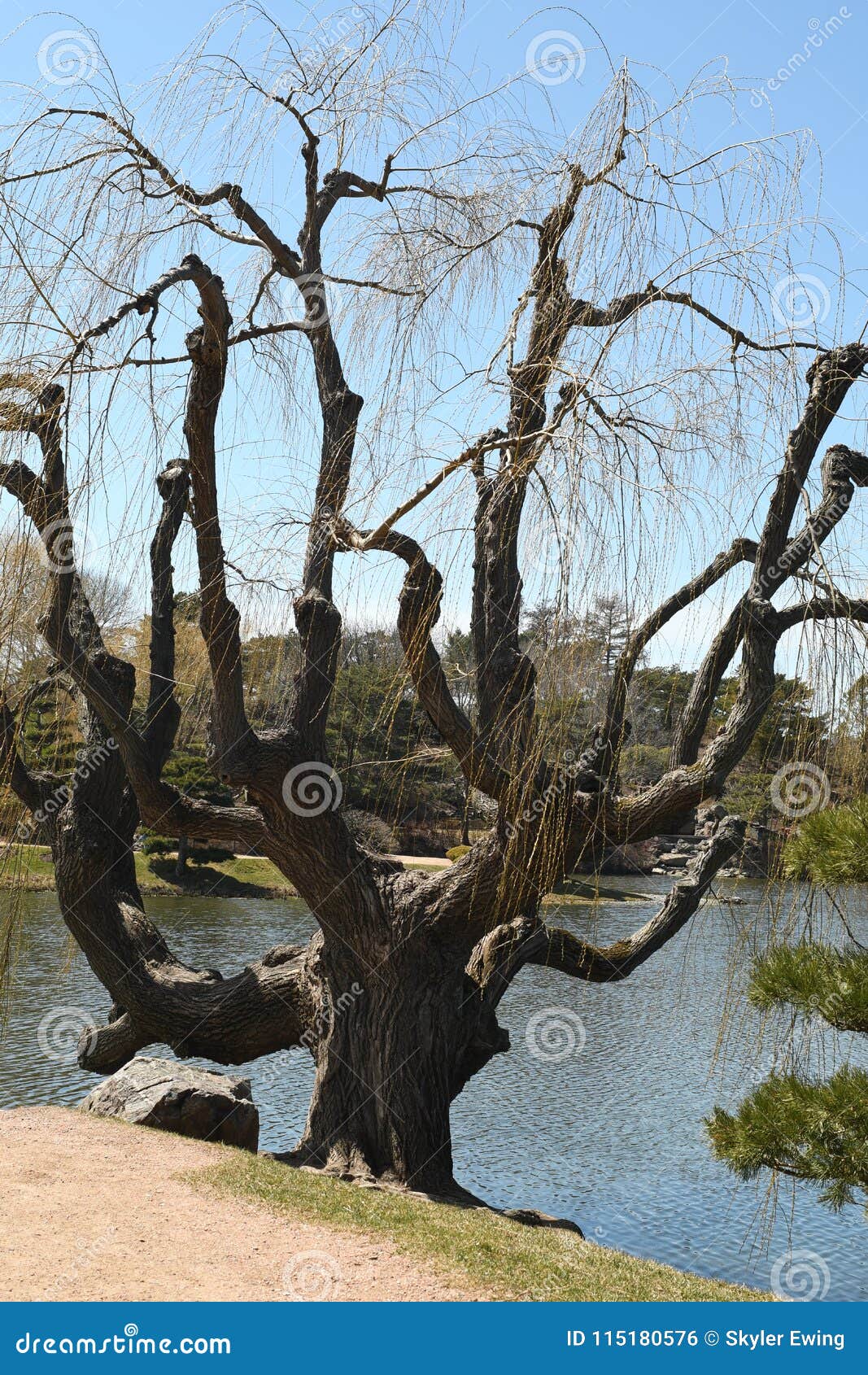 Beautiful Willow Tree by a Lake Stock Photo - Image of pattern, focused ...