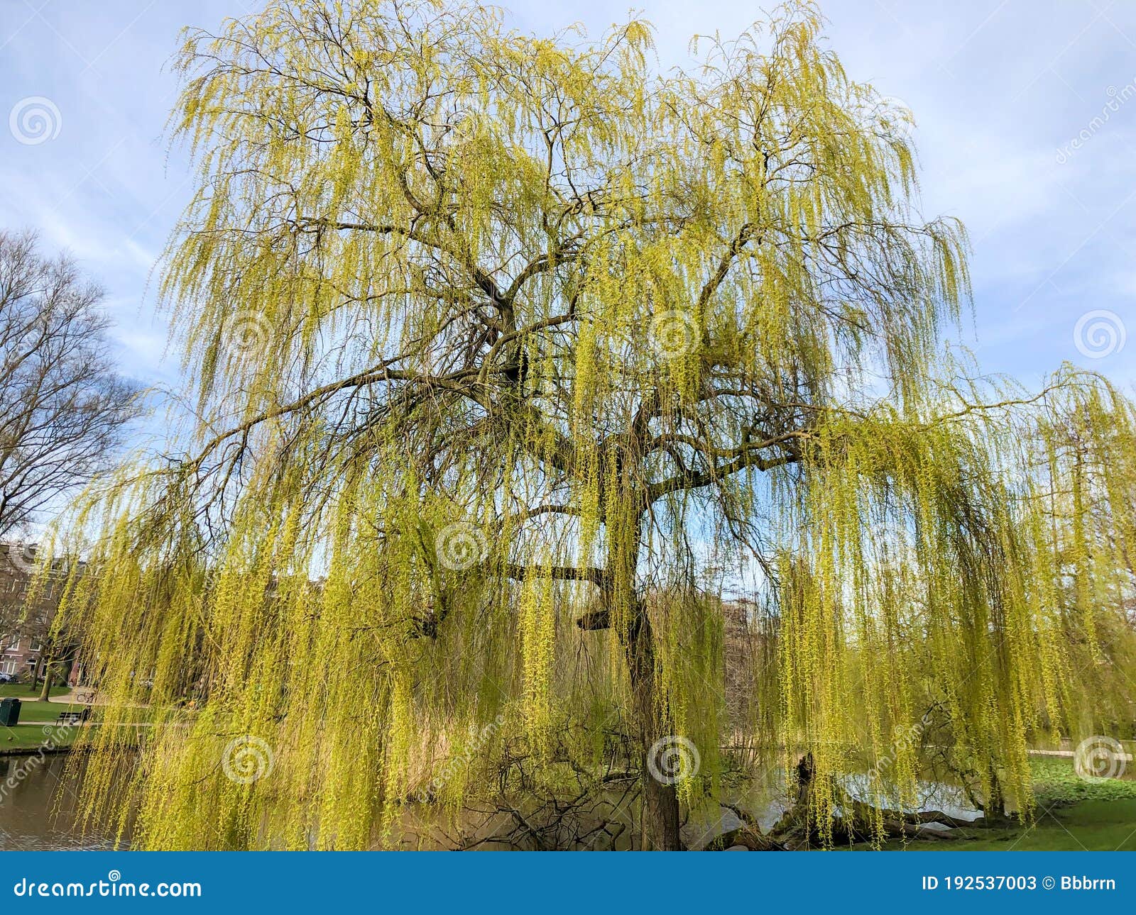 Beautiful Willow Tree at Park by Lake in Spring Stock Image - Image of ...