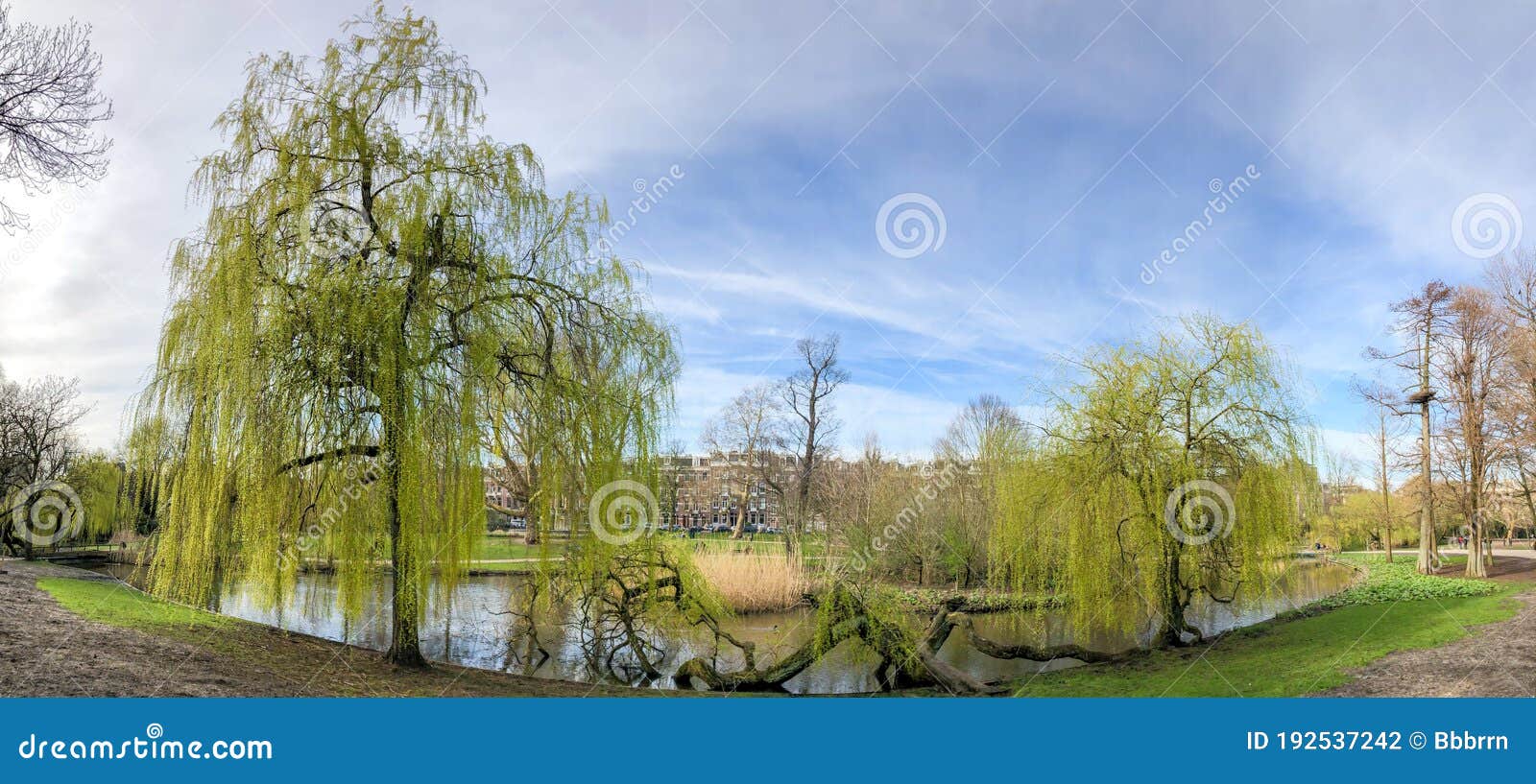 Beautiful Willow Tree at Park by Lake in Spring Stock Photo - Image of ...