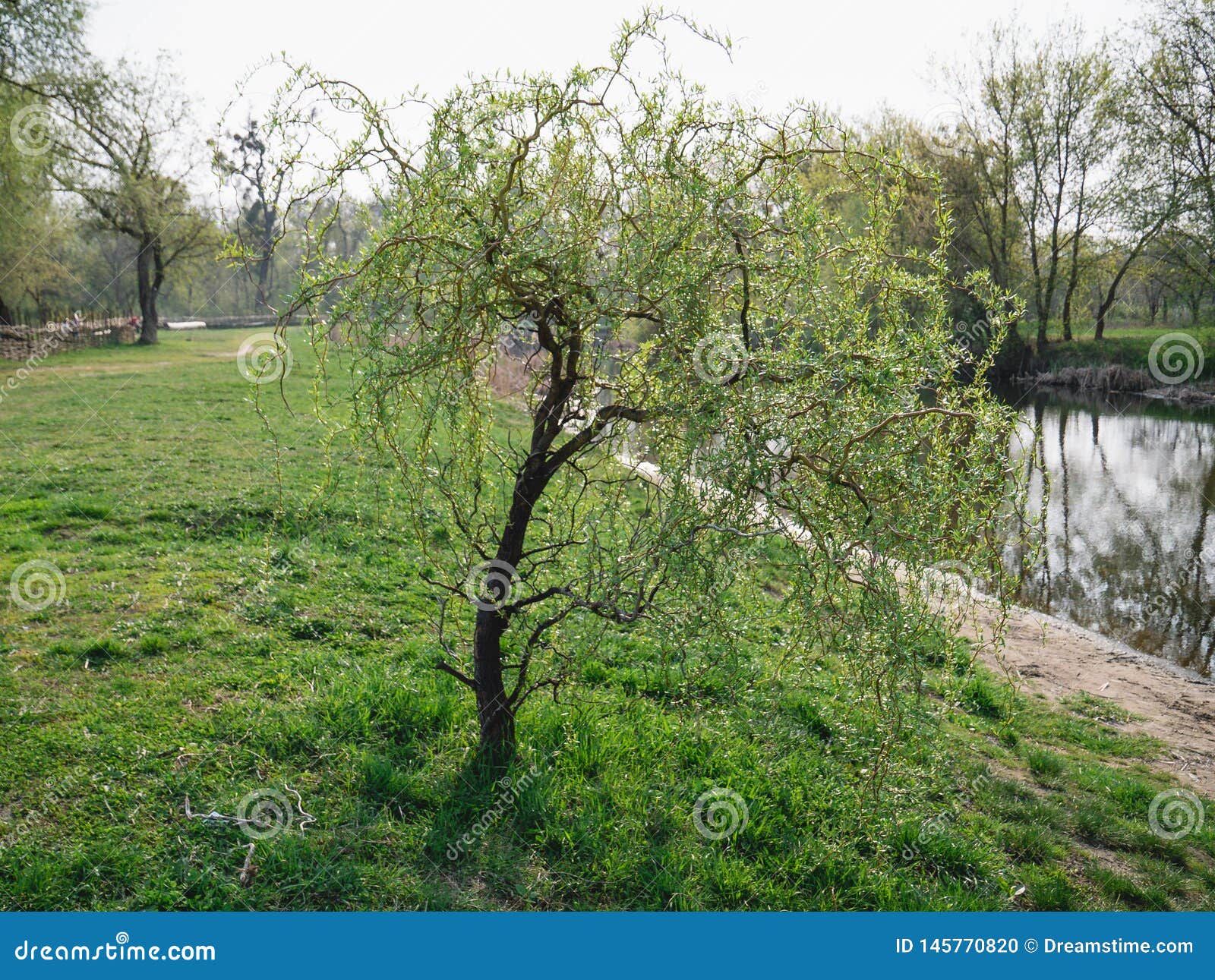 Beautiful Willow Tree. Spring Morning Stock Photo - Image of bushes ...