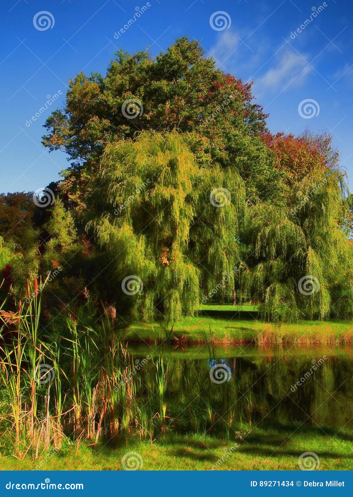 Beautiful willow trees stock photo. Image of autumn, outdoors - 89271434