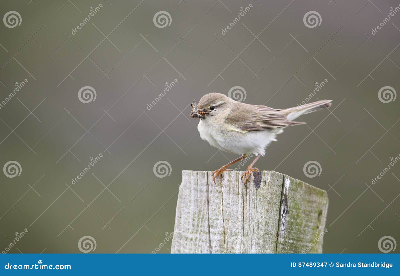 A Beautiful Willow Warbler, Phylloscopus Trochilus, Perched on a Post ...