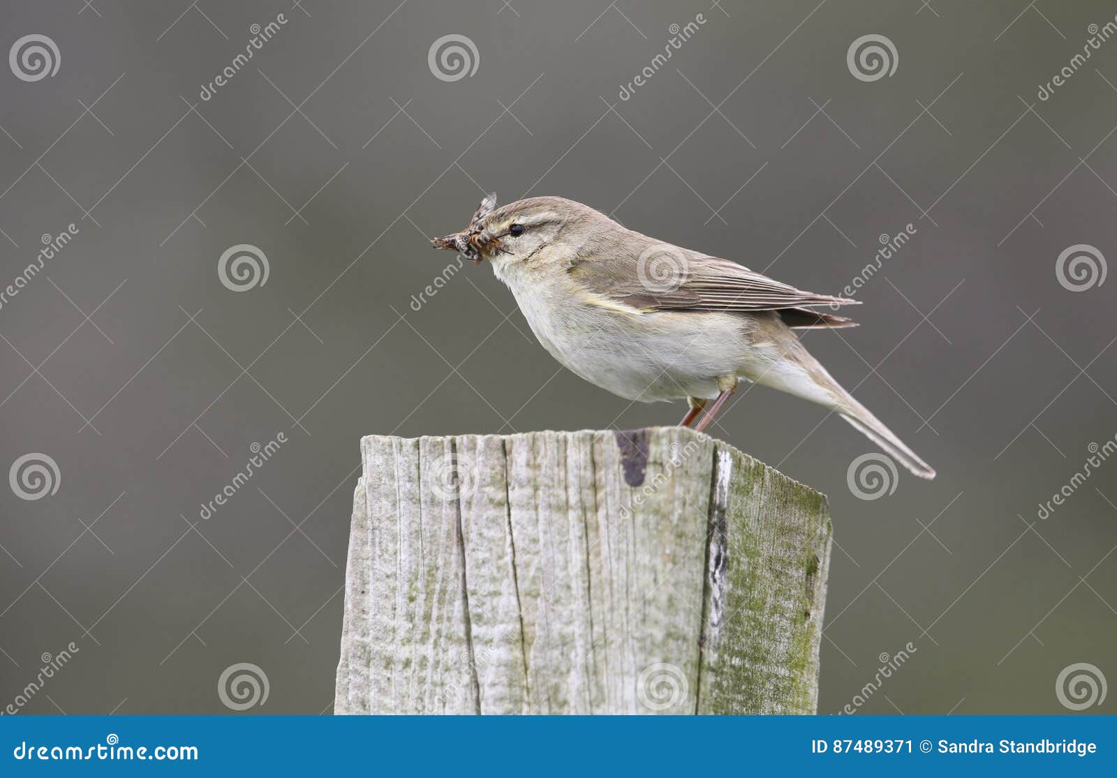 A Beautiful Willow Warbler, Phylloscopus Trochilus, Perched on a Post ...