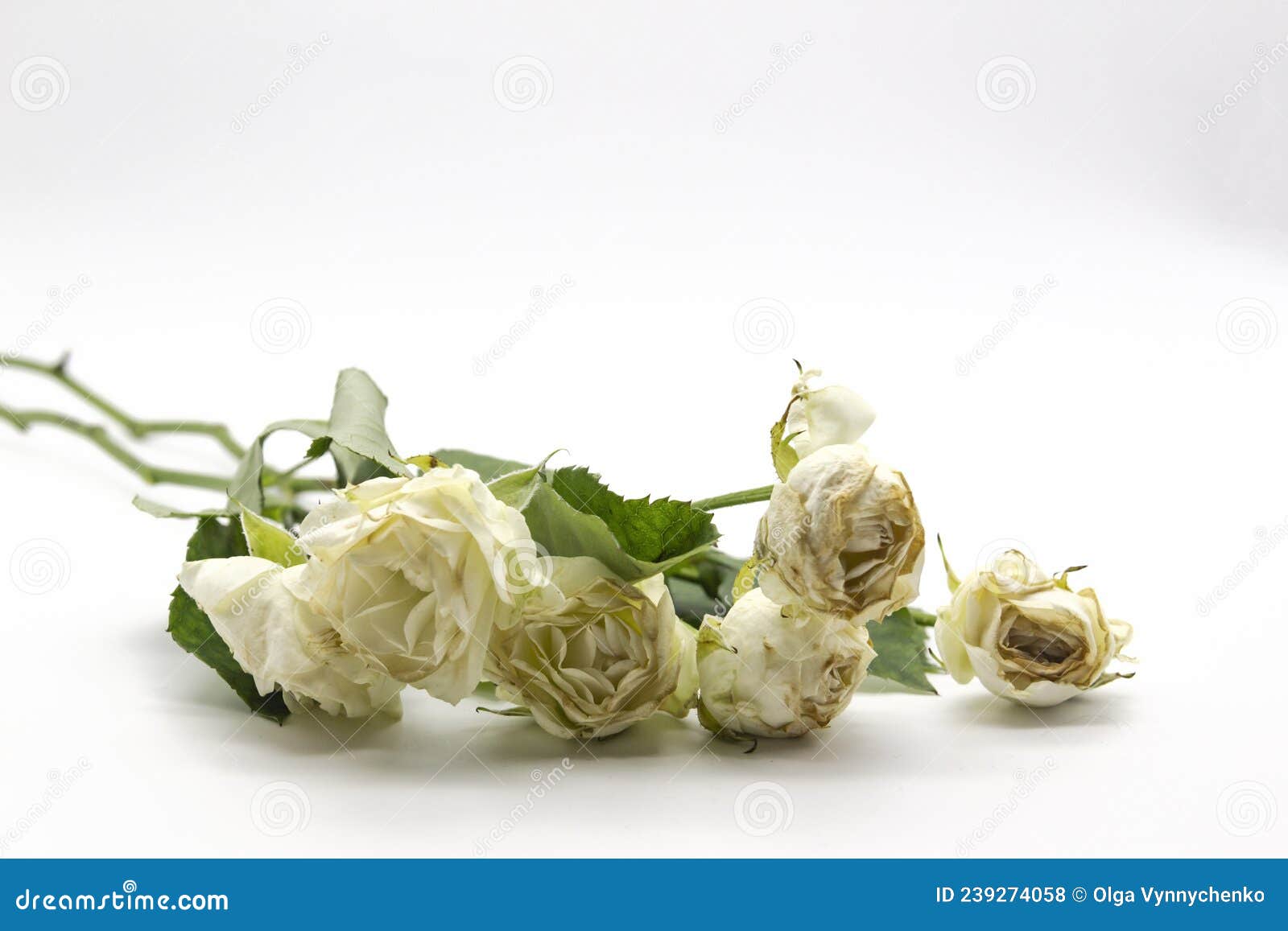 Beautiful Wilted White Roses Against White Background Stock Photo ...