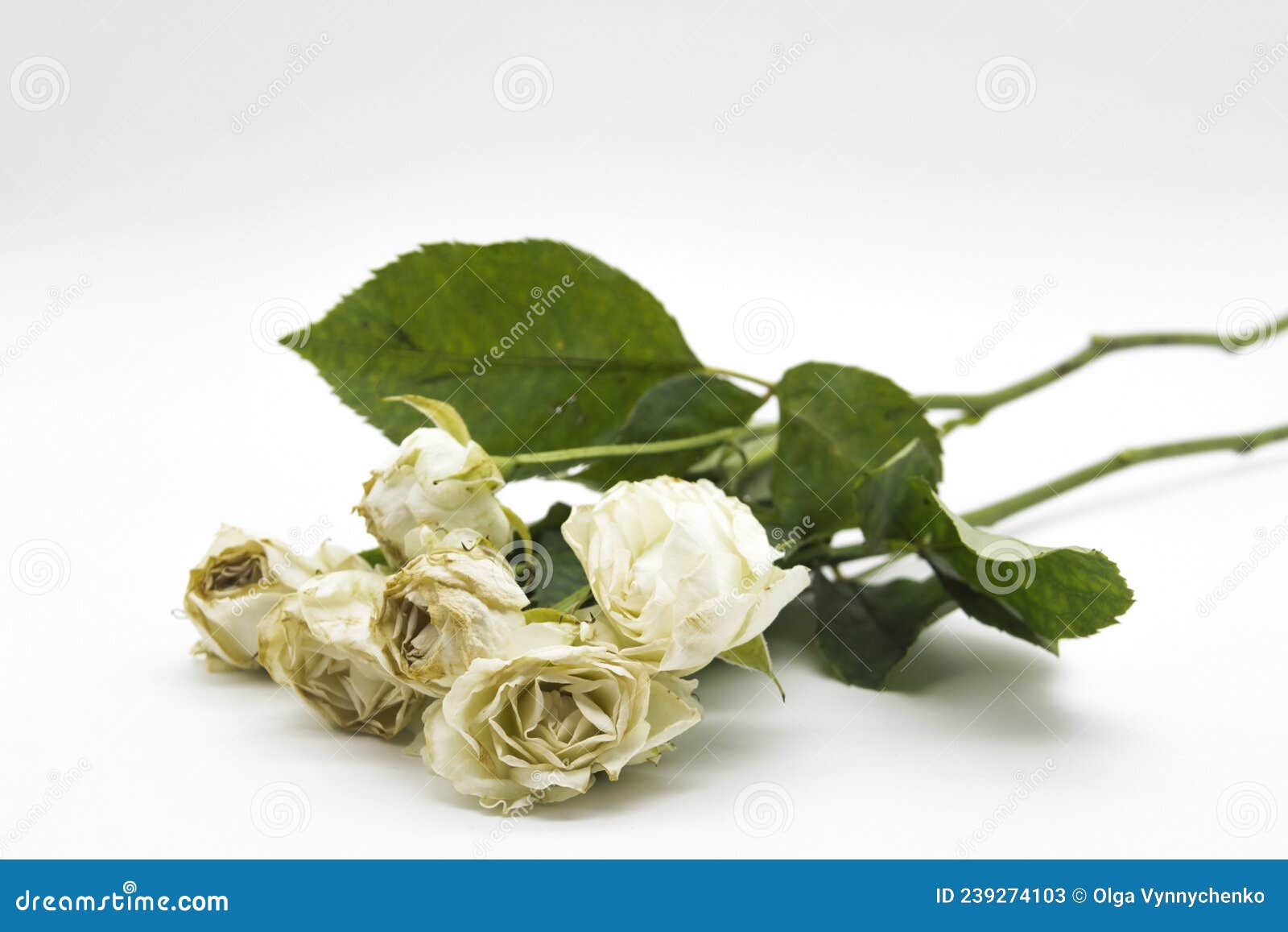 Beautiful Wilted White Roses Against White Background Stock Image ...