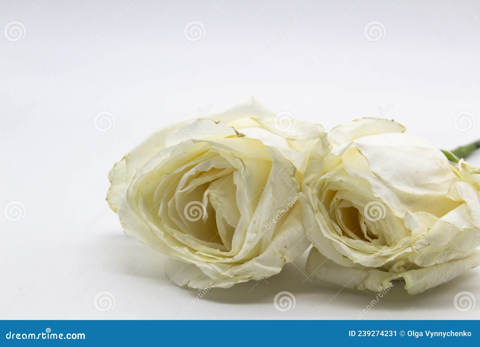 Beautiful Wilted White Roses Against White Background Stock Image ...