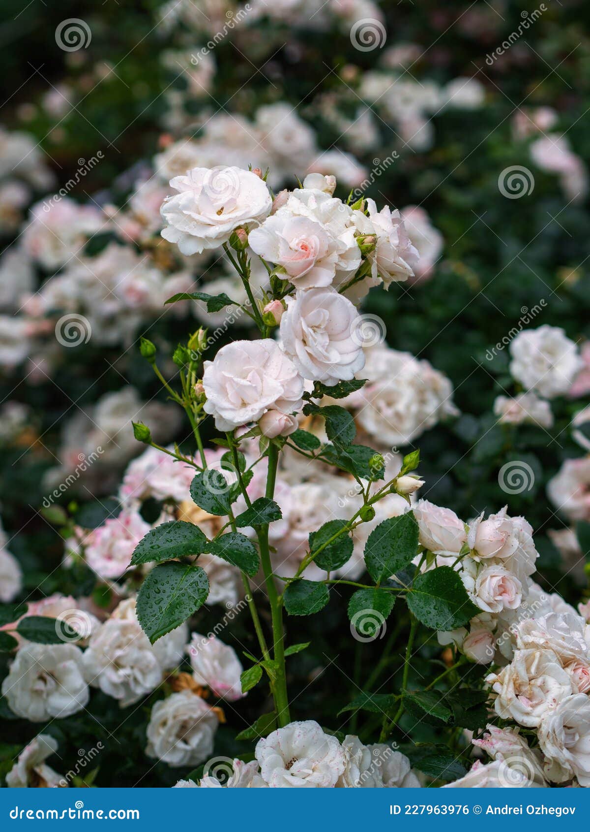 Beautiful Wilted White Roses in Late Summer Stock Photo - Image of buds ...